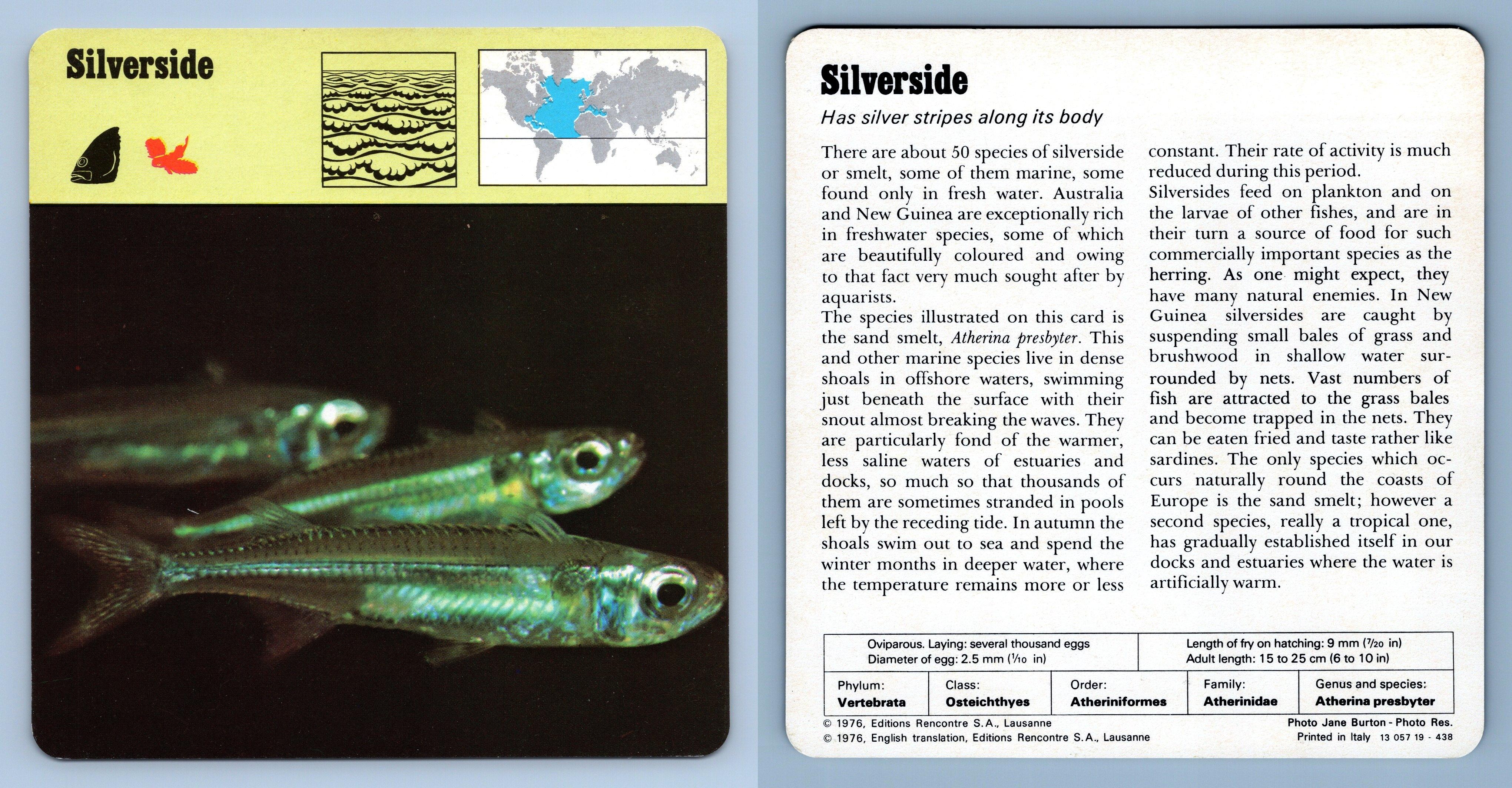 Silverside - Bony Fish / Osteichthyes - 1970's Rencontre Safari ...