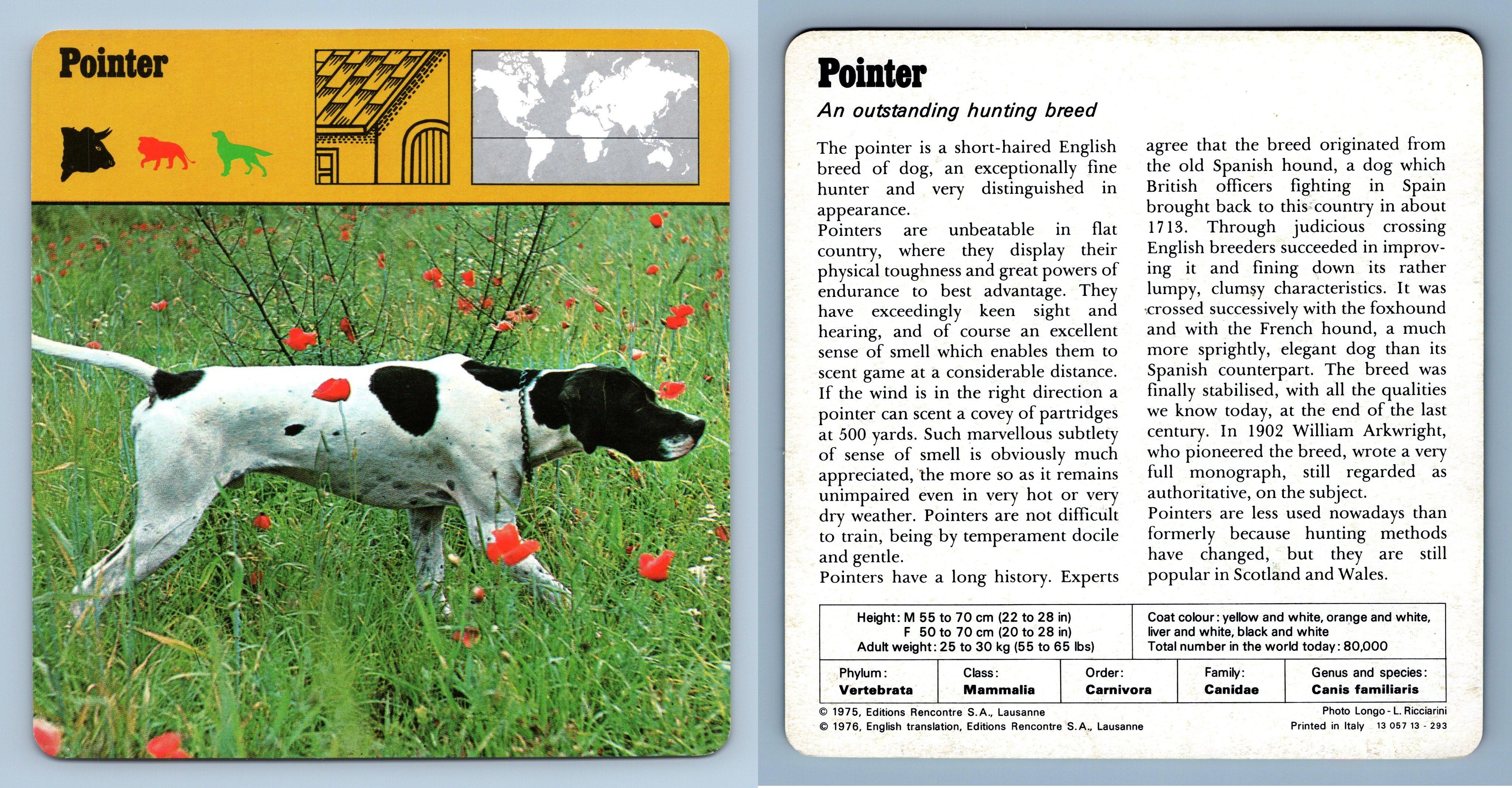 Pointer - Mammals - 1970's Rencontre Safari Wildlife Card