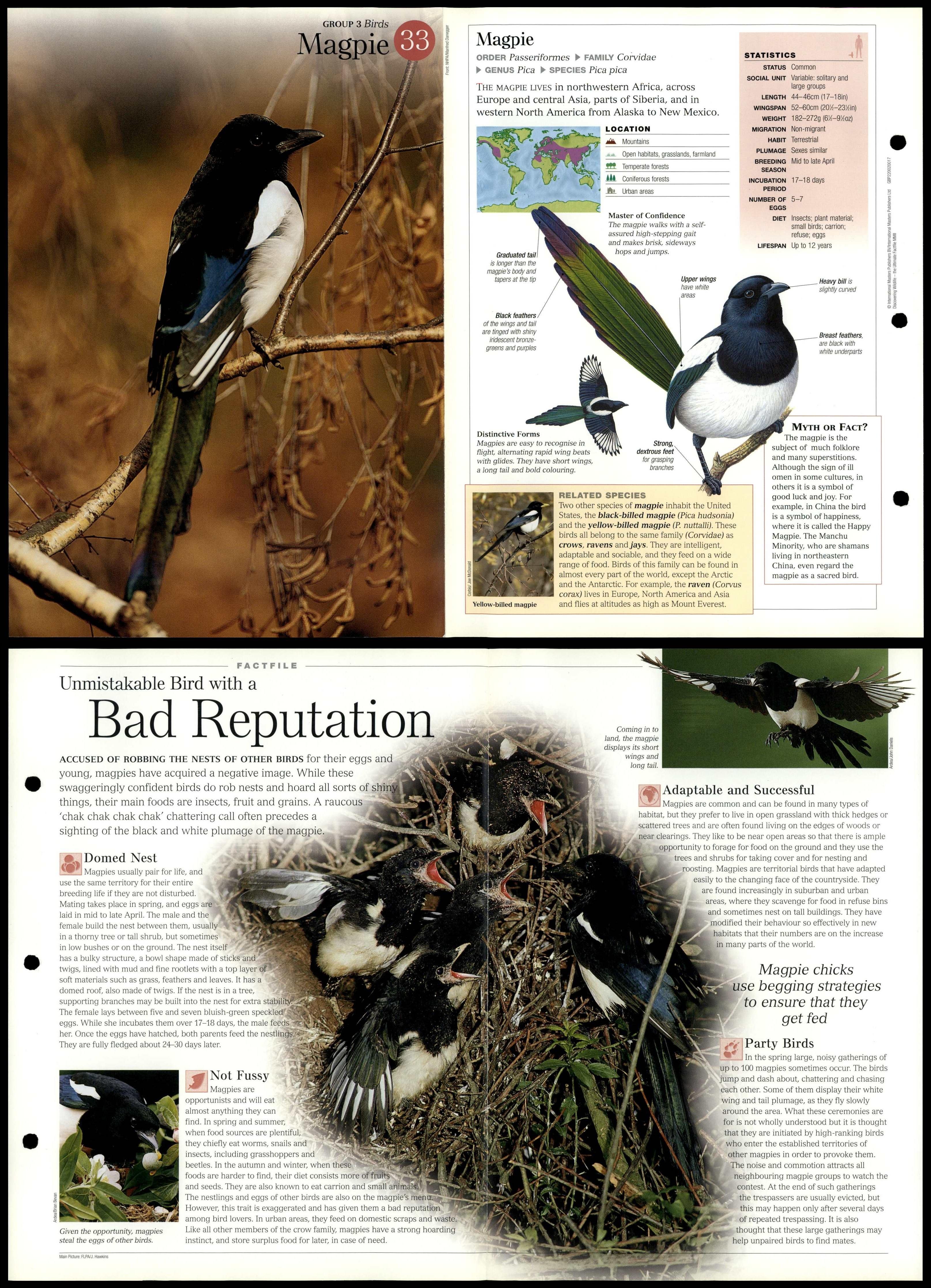 Magpie #33 Birds - Discovering Wildlife Fact File Fold-Out Card