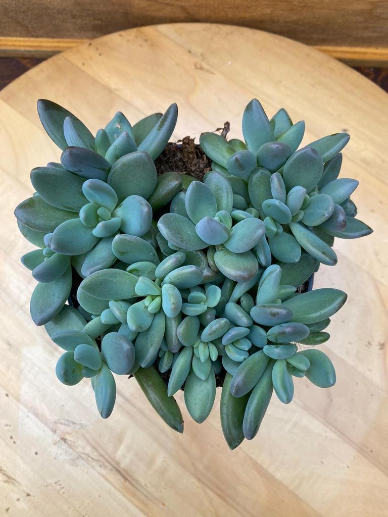Pachyphytum Compactum