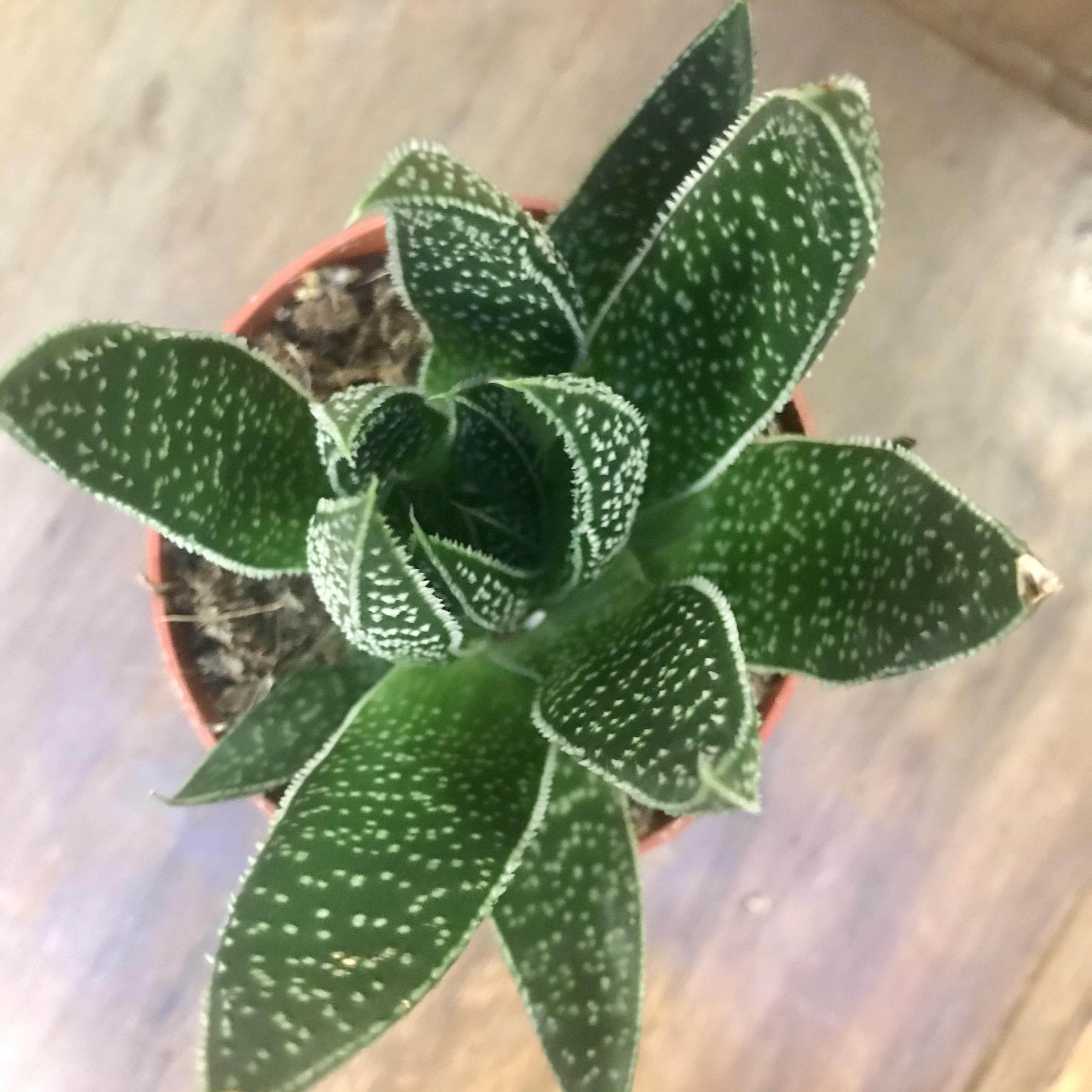 X Gasteraloe Flow