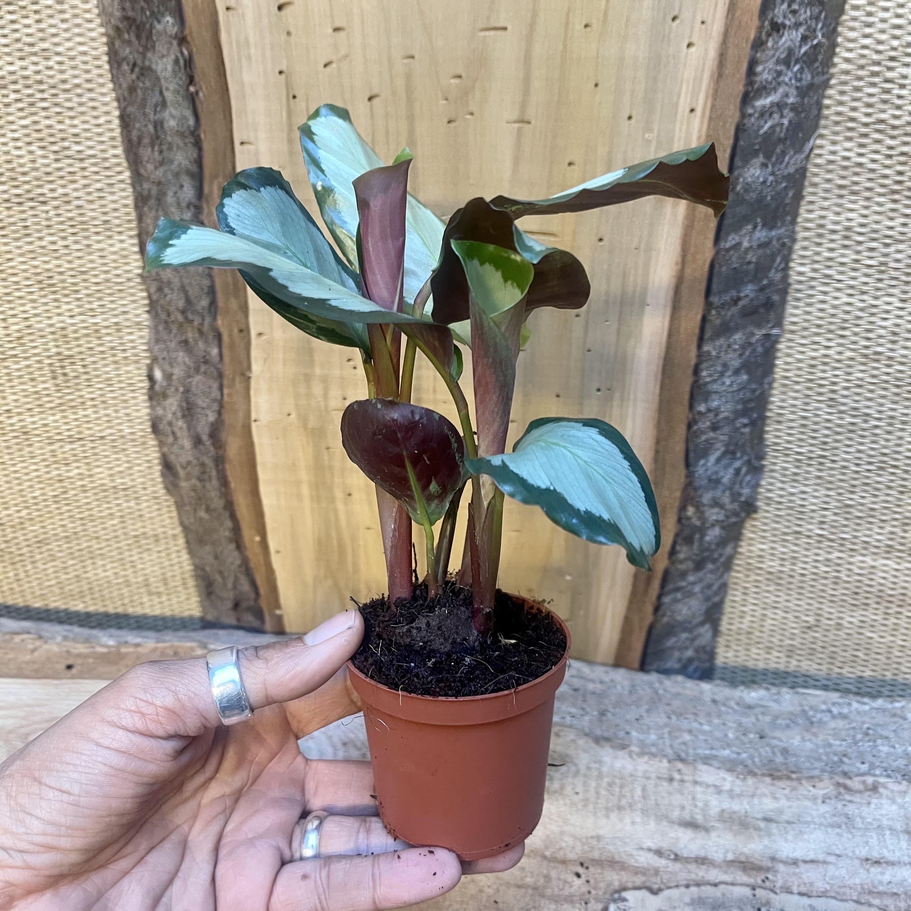 Calathea picturata argentea, silver variegated