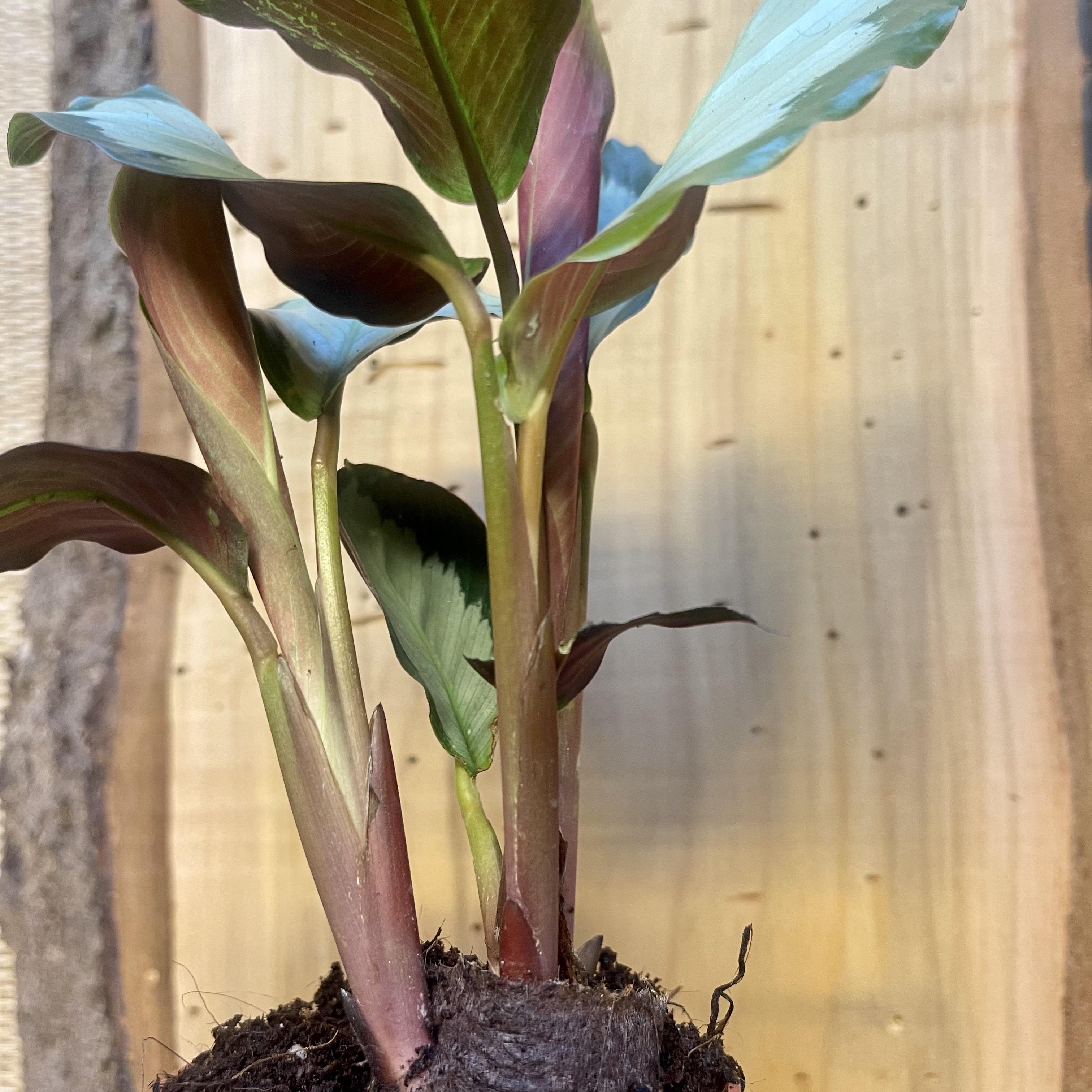 Calathea picturata argentea, silver variegated