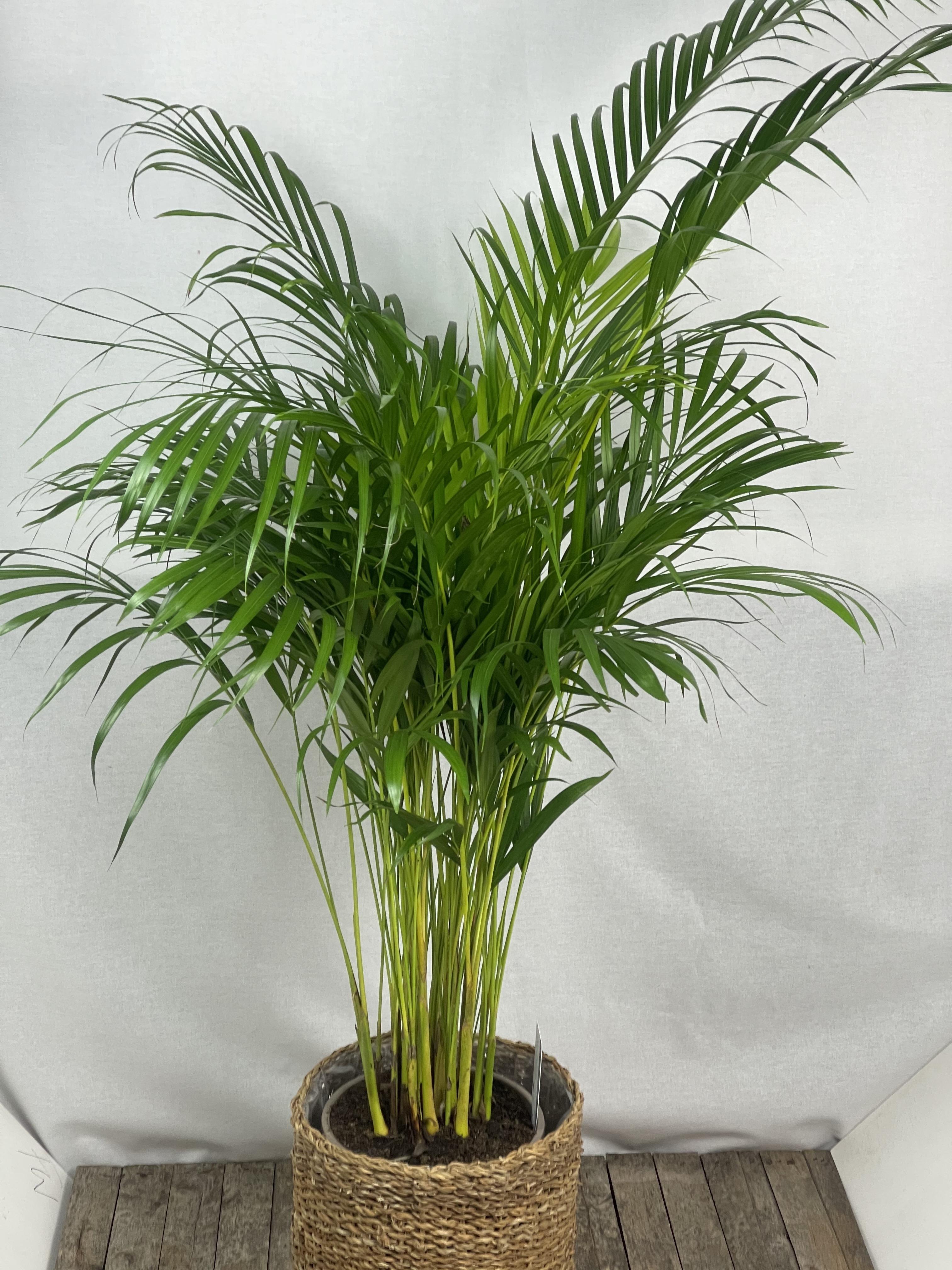 Chrysalidocarpus lutescens, areca palm