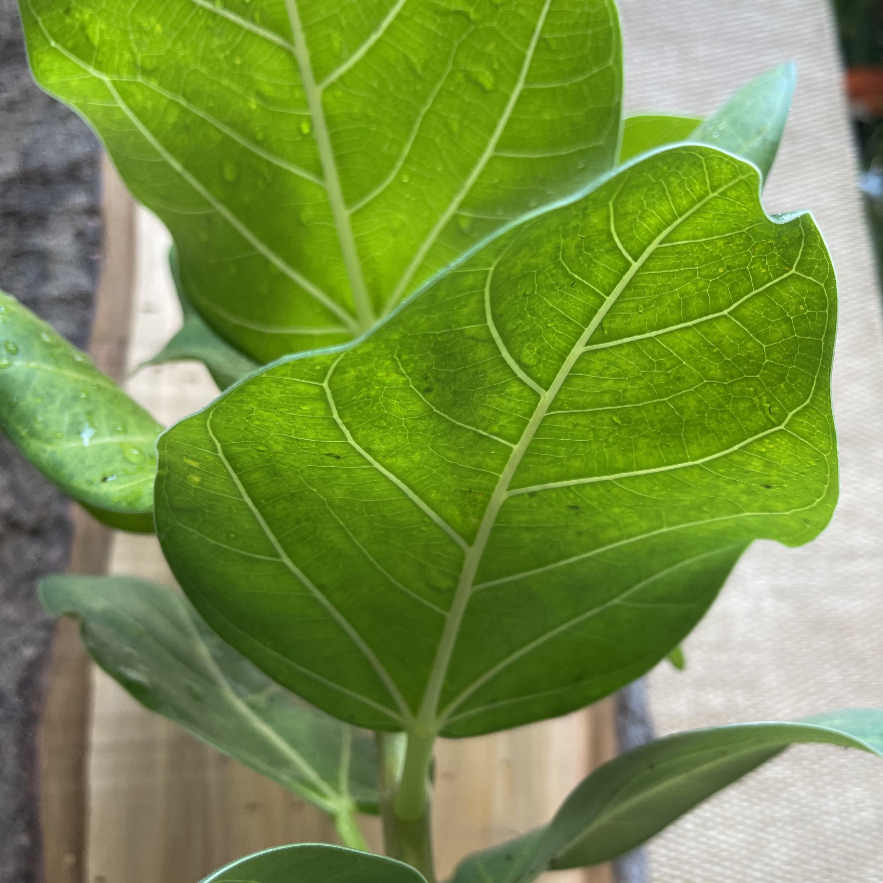 Ficus Benghalensis Sunshine - Banyan Tree