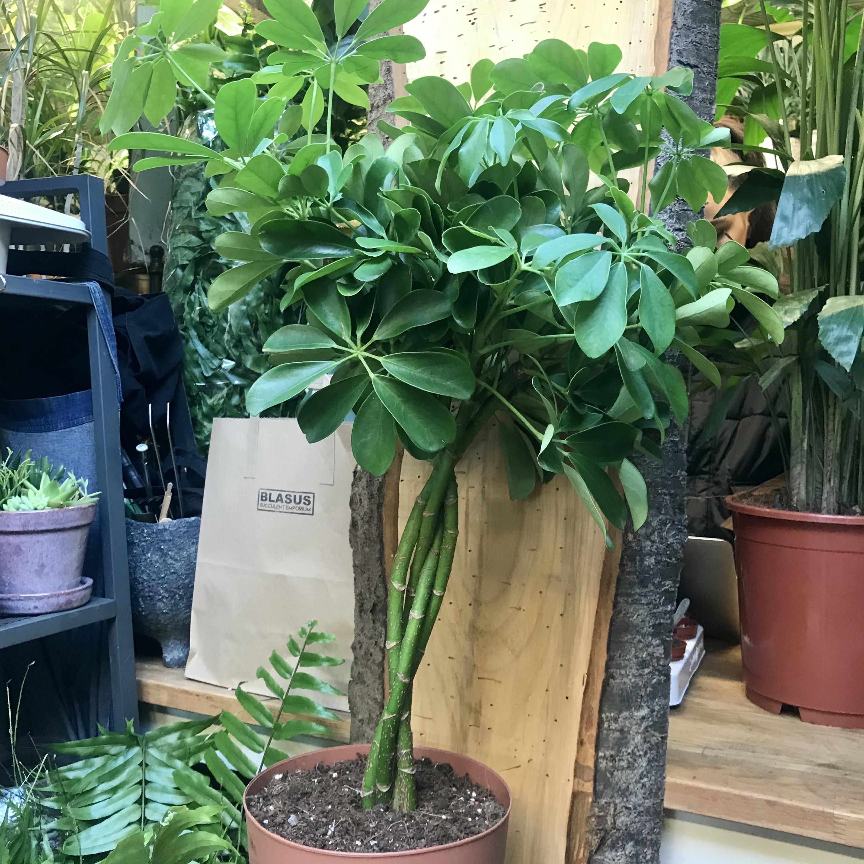 Schefflera Nora Dwarf Umbrella