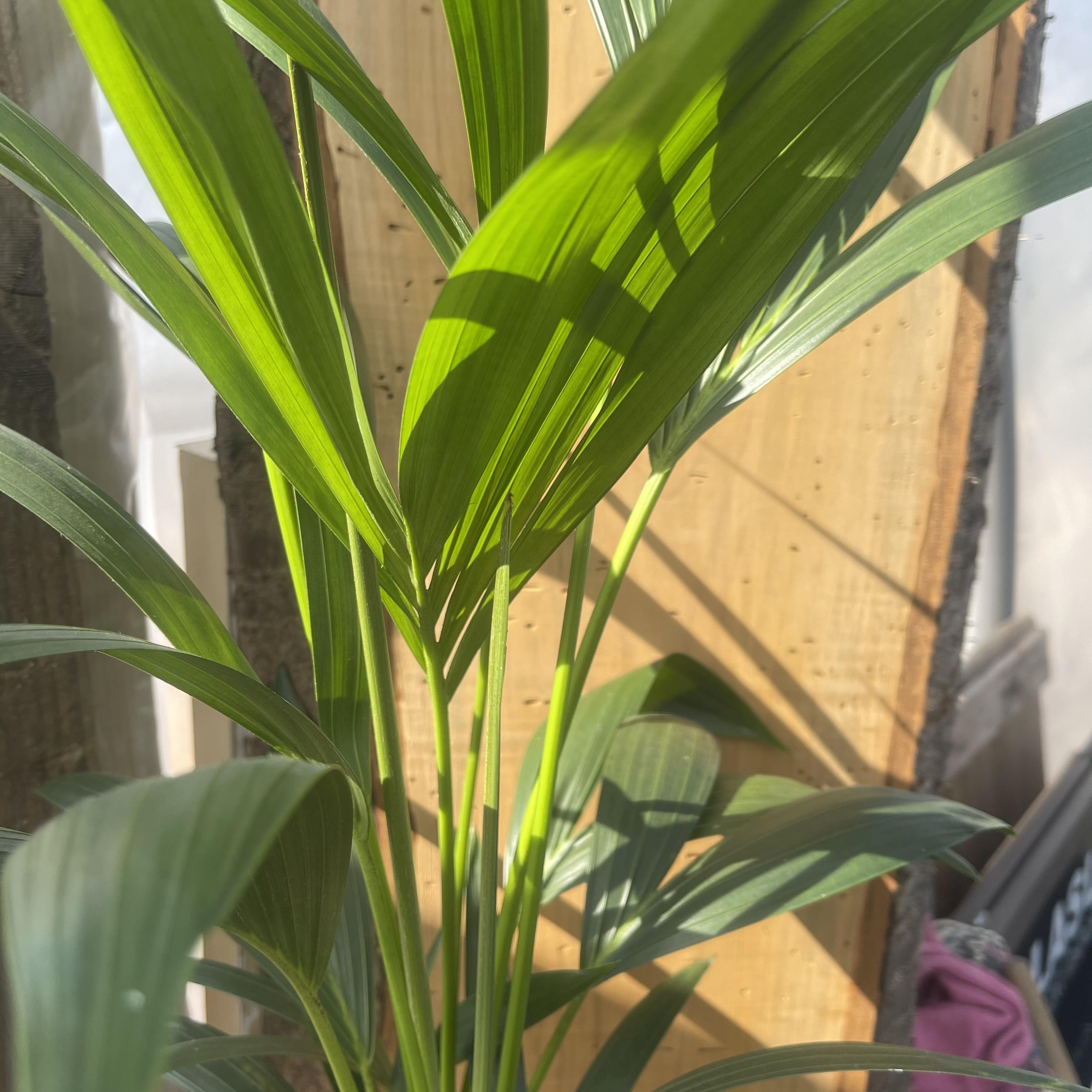 Howea Forsteriana - Kentia Palm