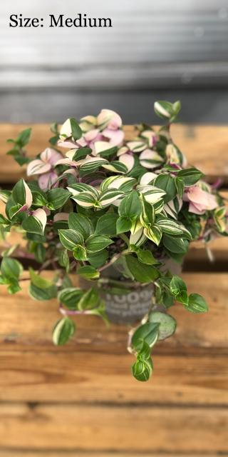 Tradescantia Minima 'Tricolour' - Striped Inch Plant