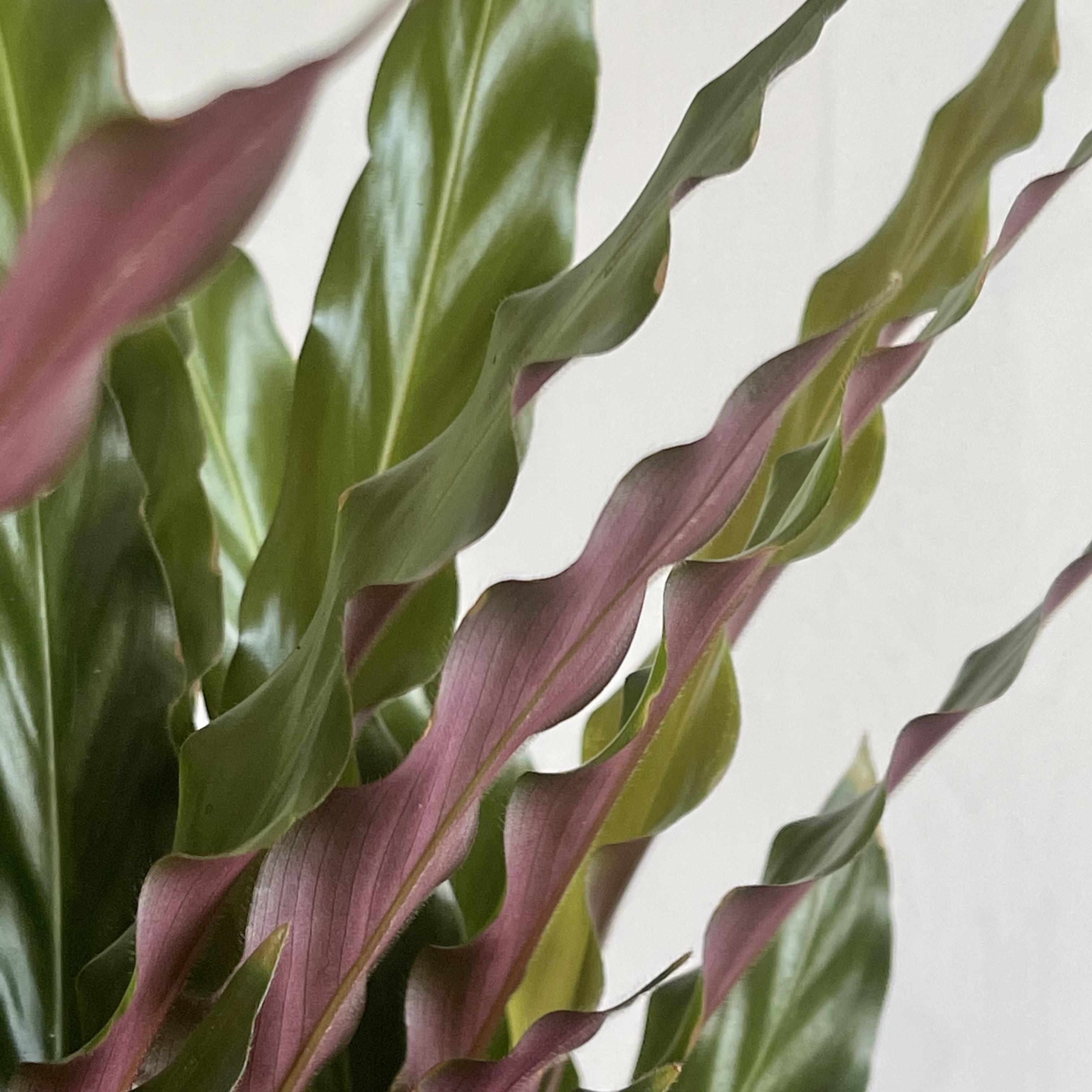 Calathea Rufibarba 'Velvet Calathea'
