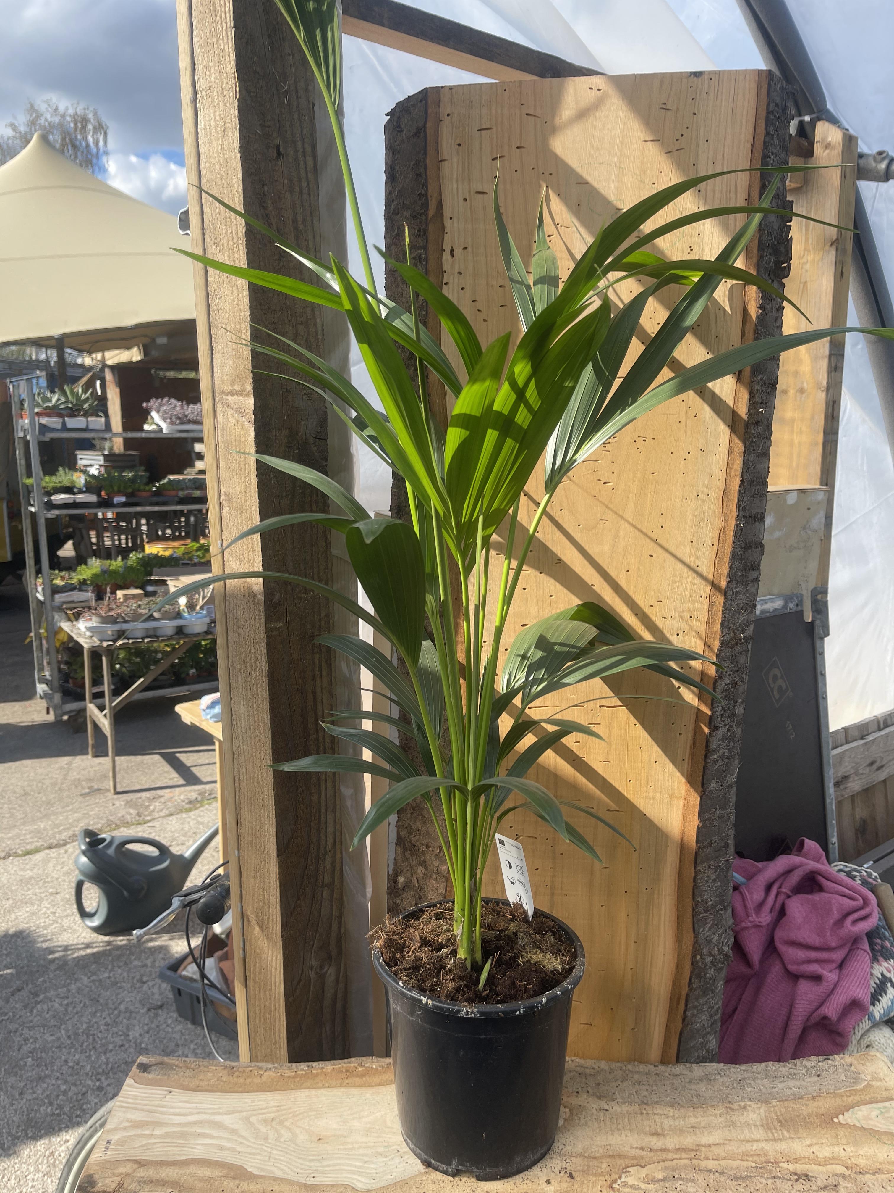 Howea Forsteriana - Kentia Palm