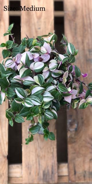 Tradescantia Minima 'Tricolour' - Striped Inch Plant