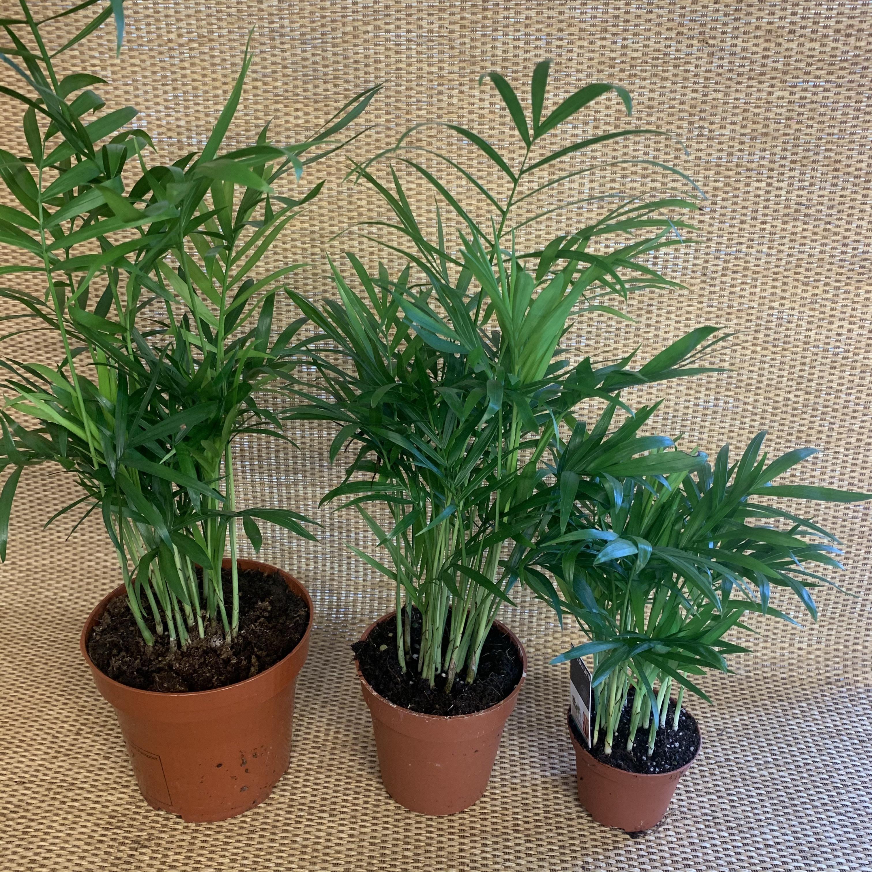 Chamaedorea Elegans - Parlour Palm