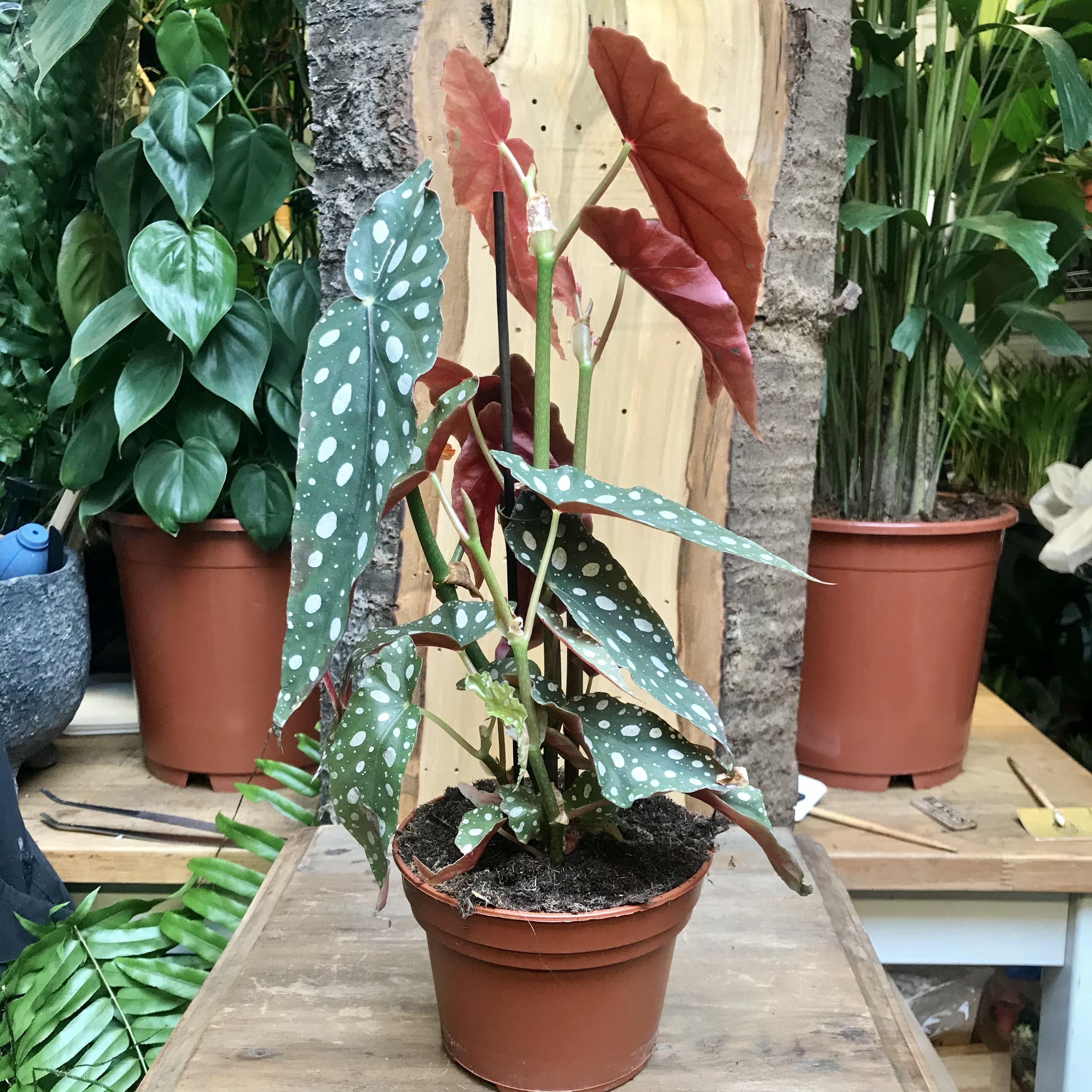 Spotted Begonia - Begonia Maculata