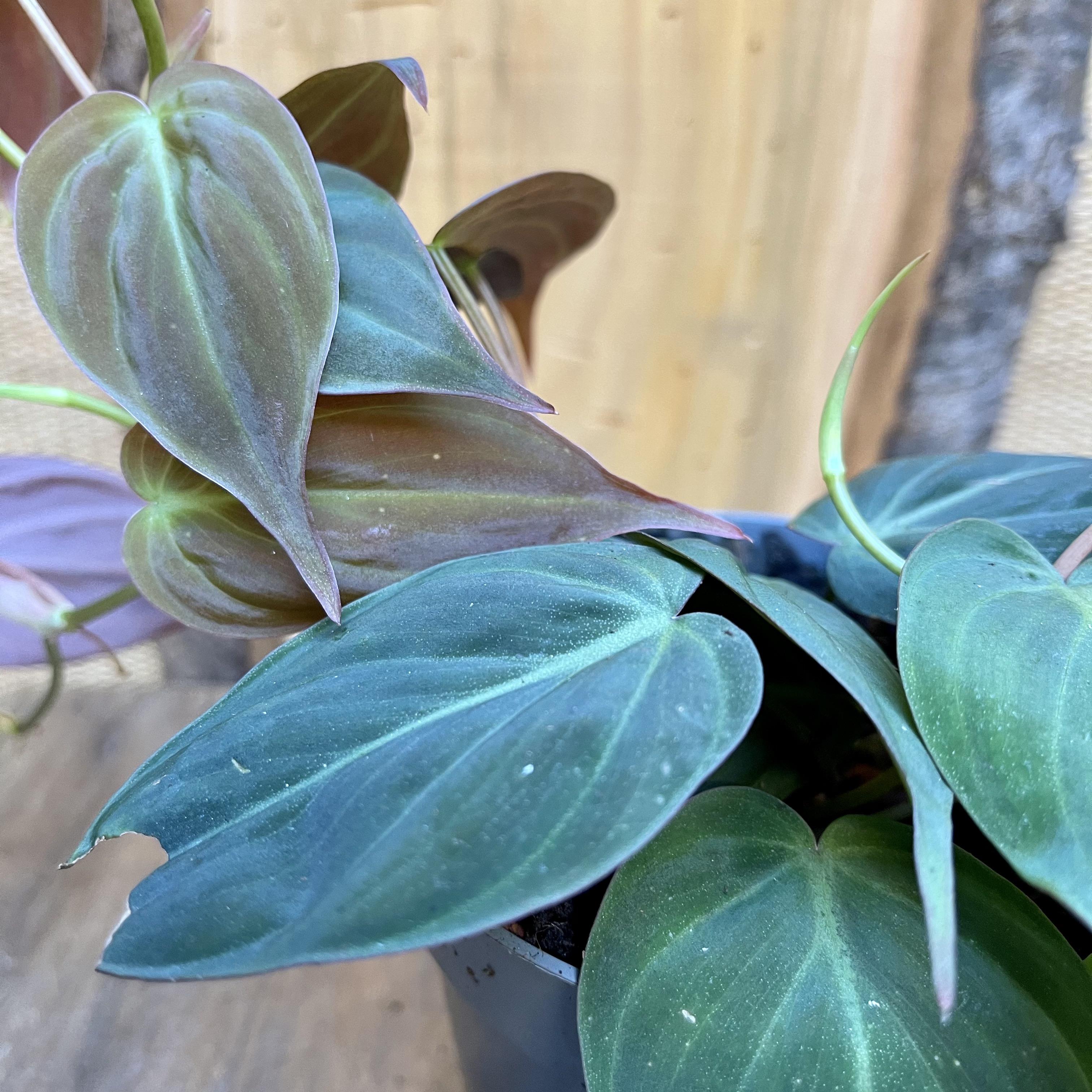 Philodendron Micans