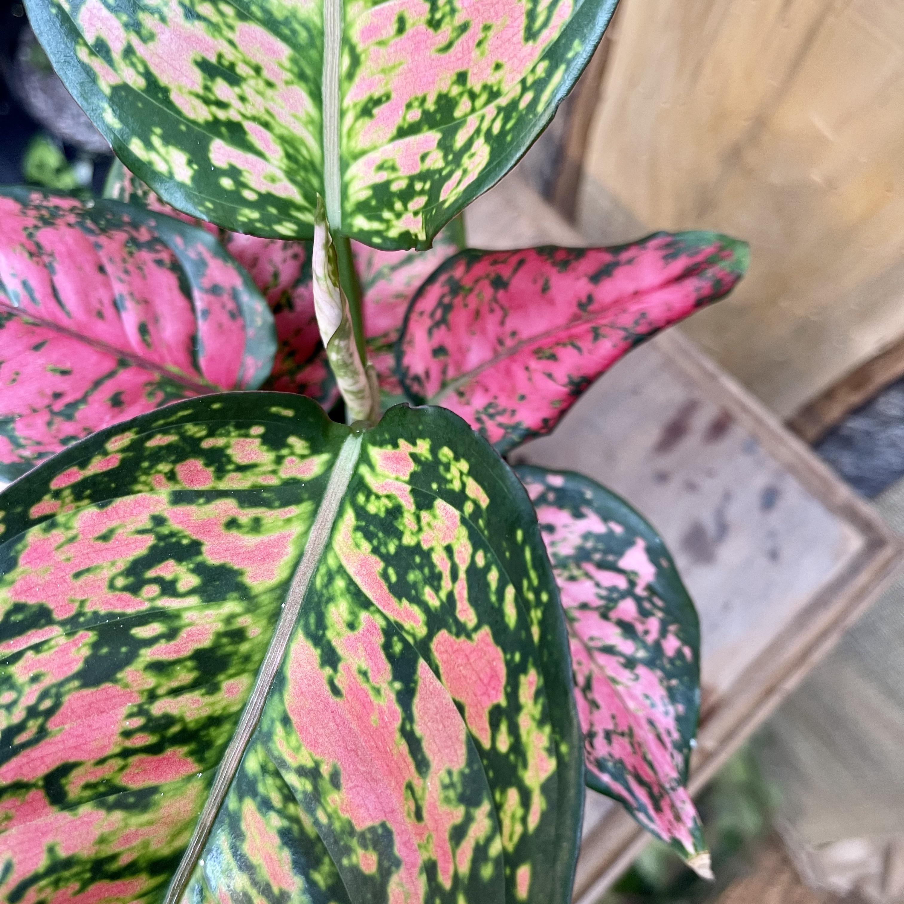 Aglaonema lady valentine, Chinese evergreen
