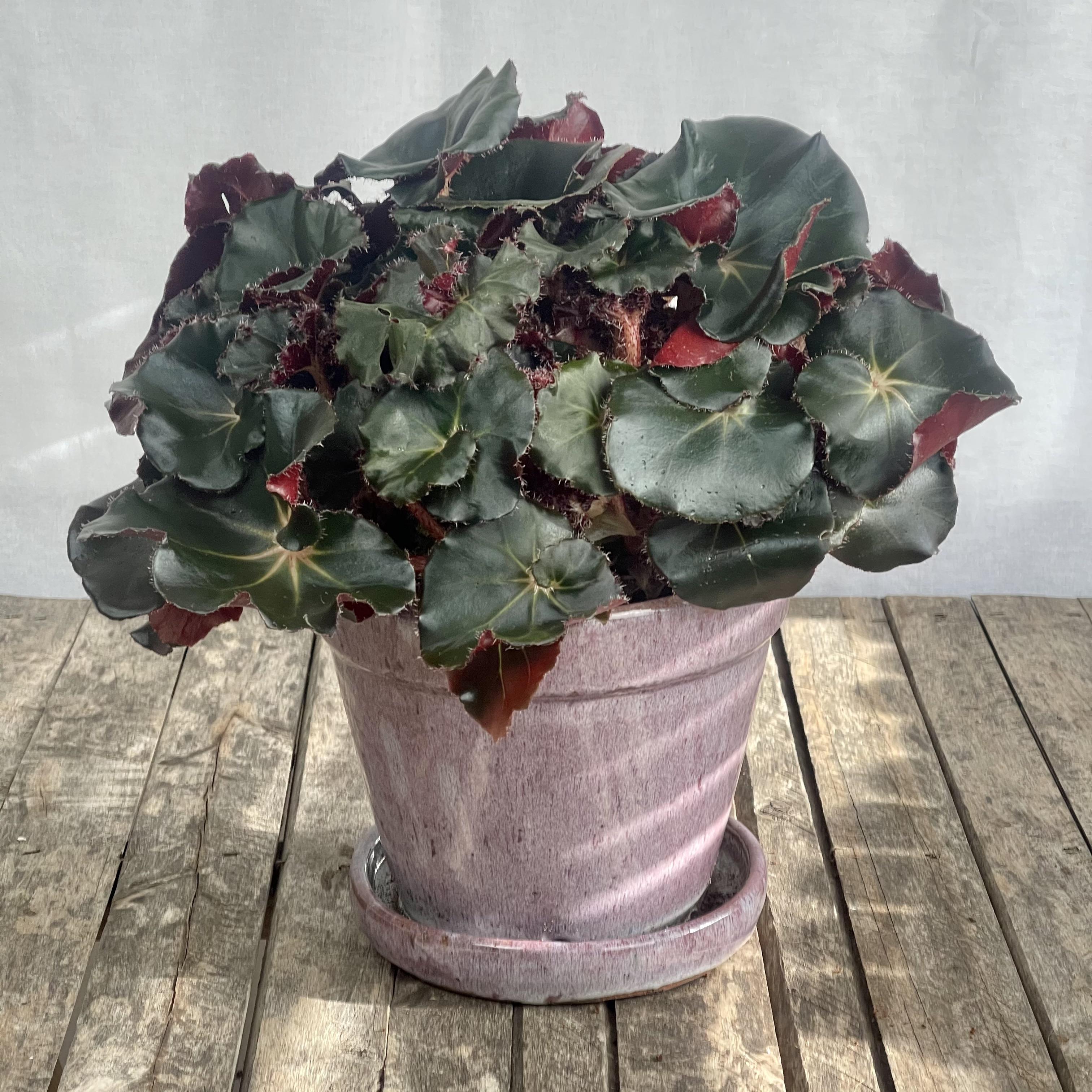 Begonia erytrophylla, jungle black