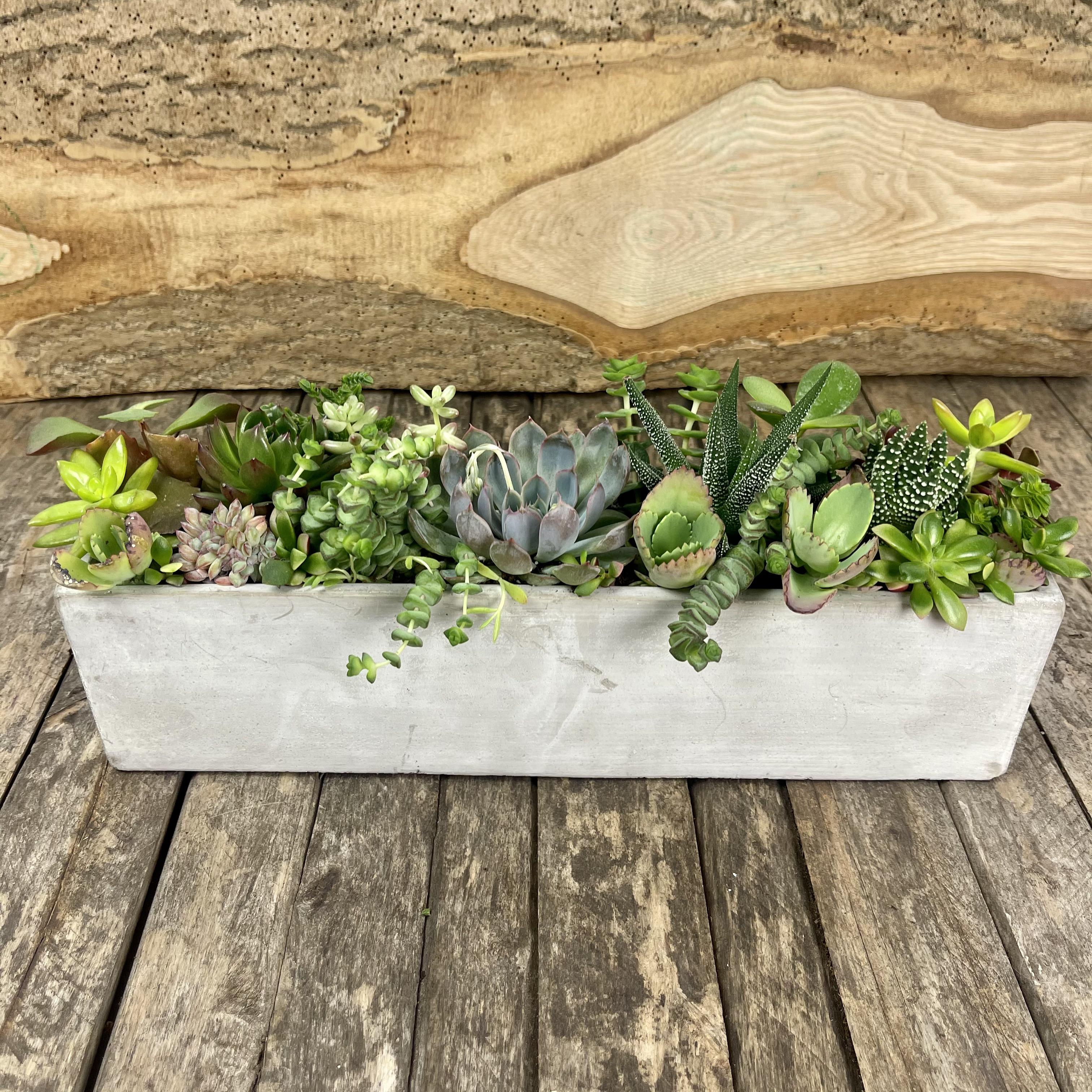 Succulent arrangement, rectangular trough