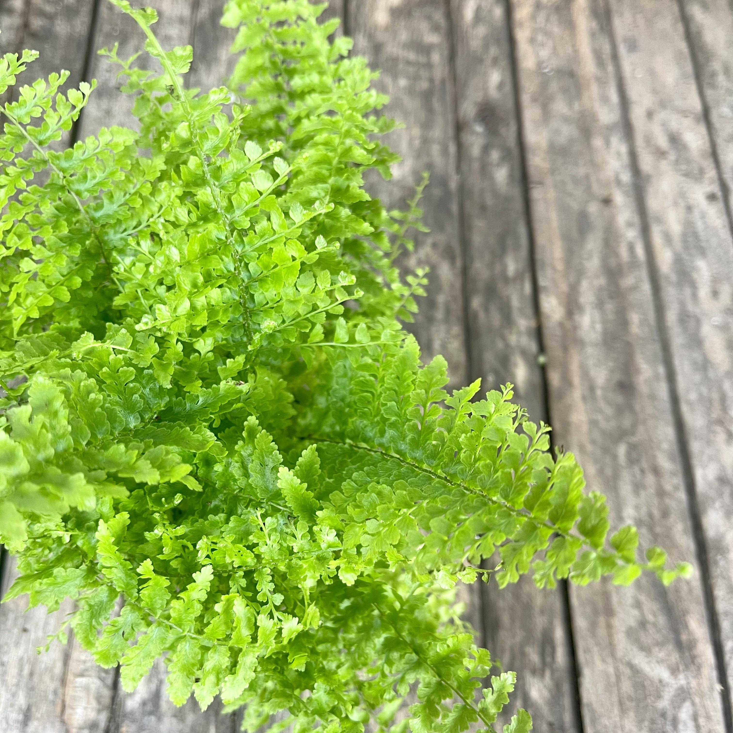 nephrolepis exalta, green fantasy