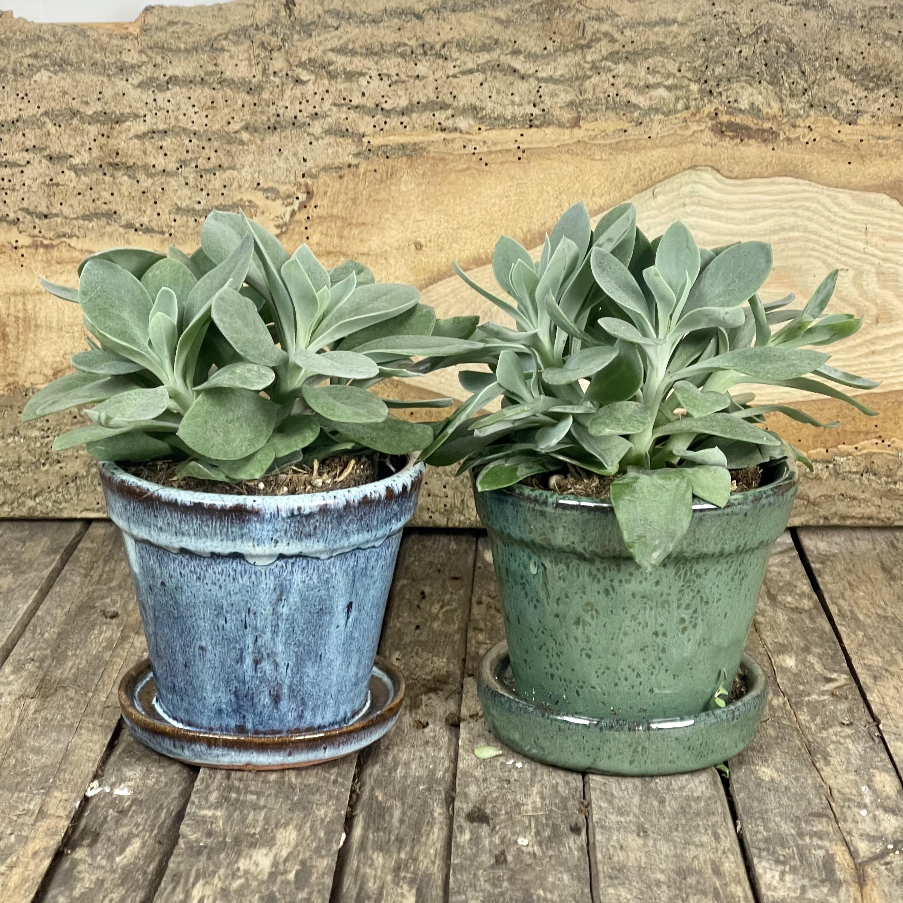 Senecio cephalophorus. Blazin' glory