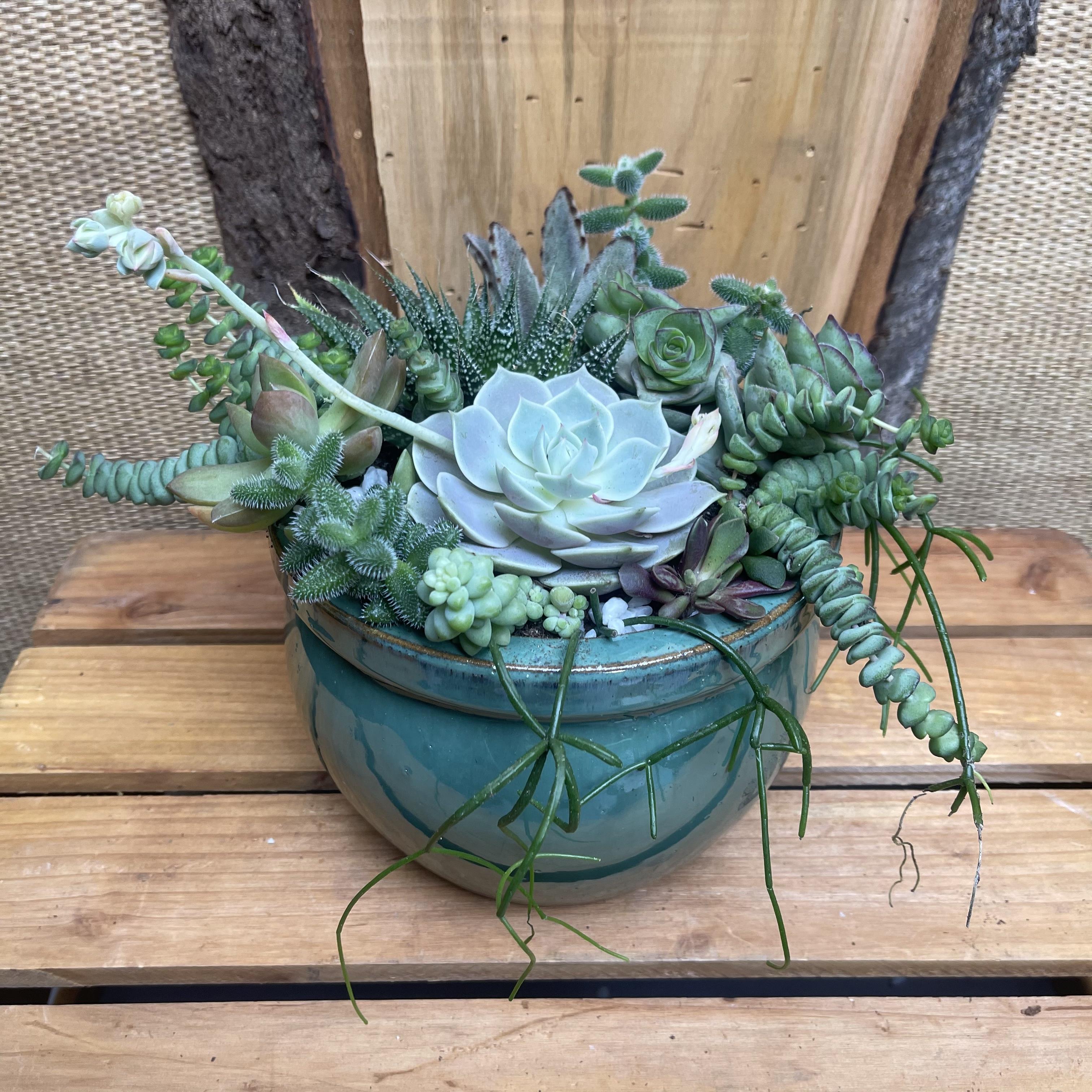 Succulent Arrangement Turquoise bowl
