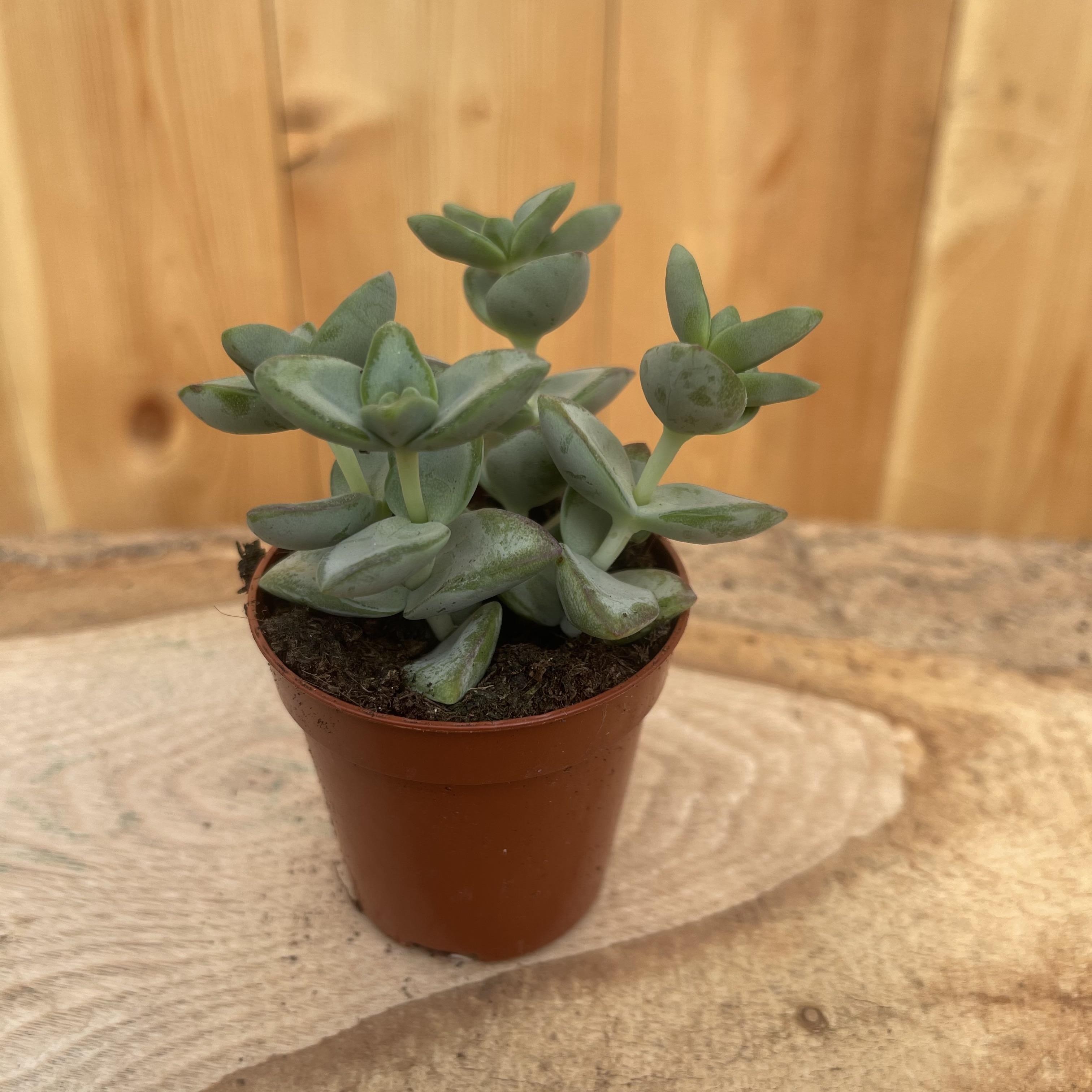 Crassula Perfoliata Blue