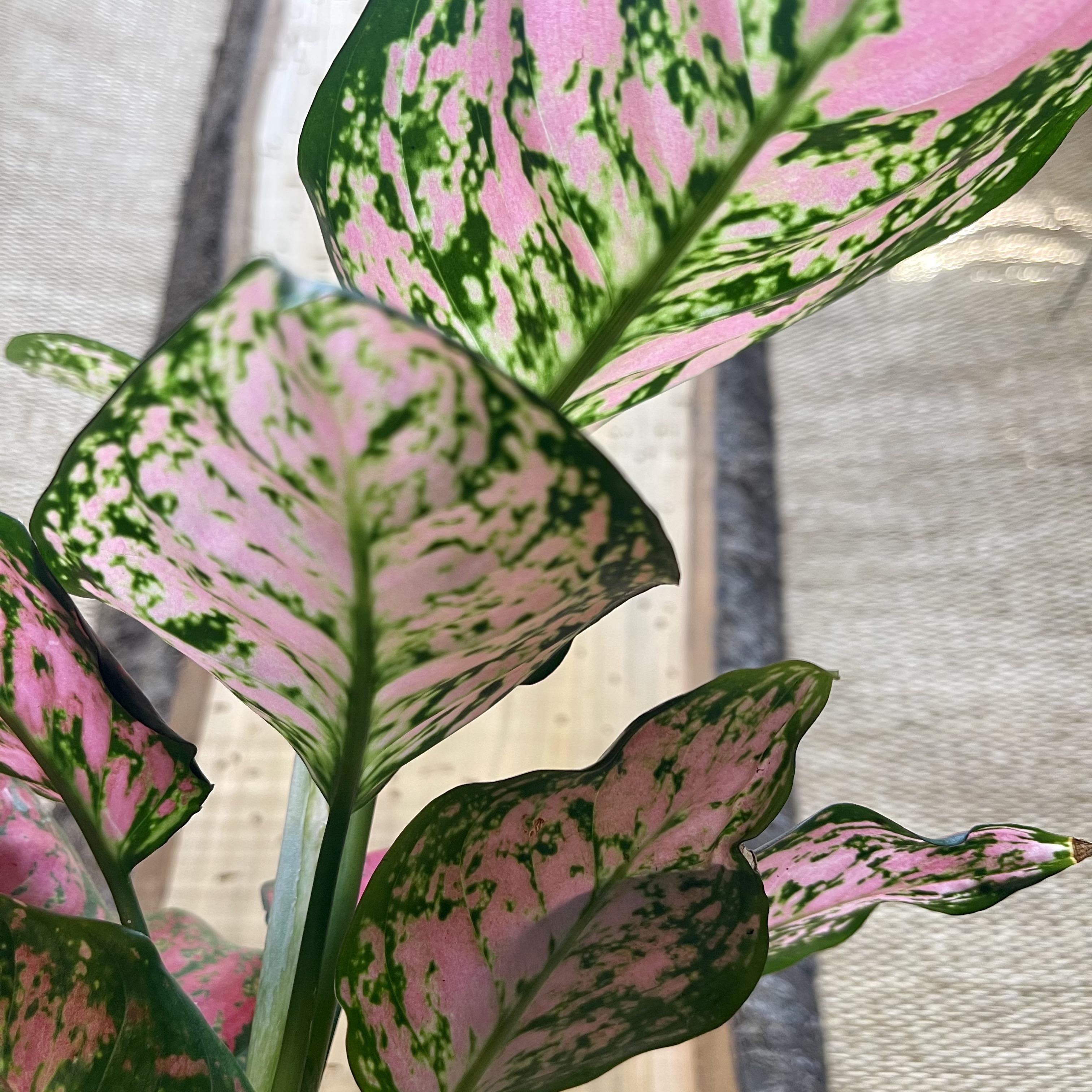 Aglaonema lady valentine, Chinese evergreen