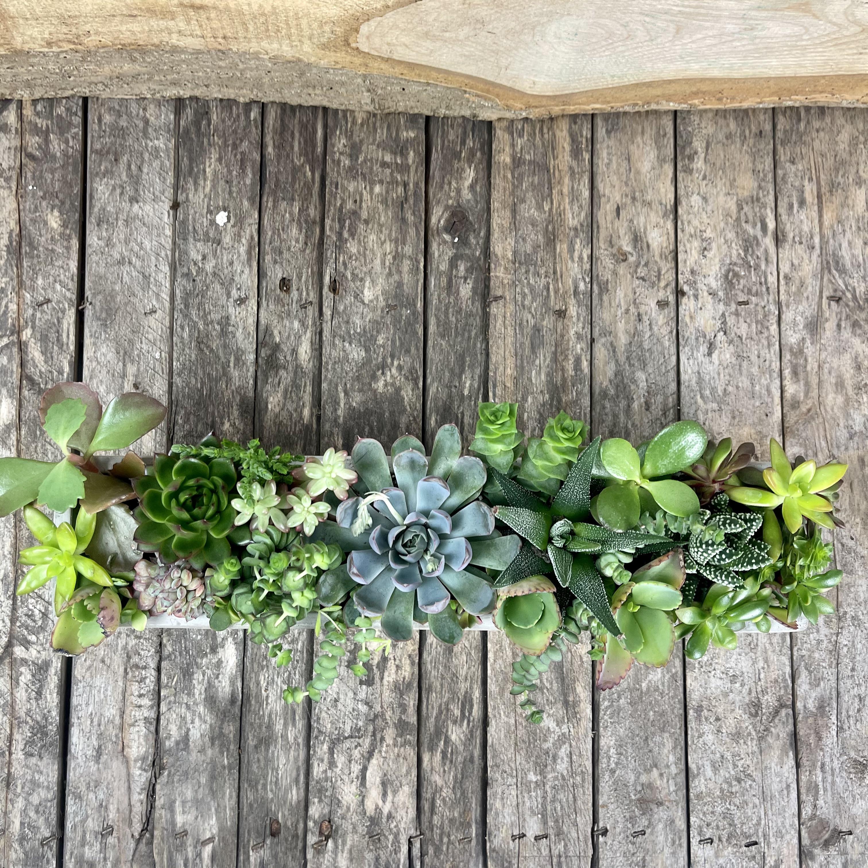 Succulent arrangement, rectangular trough
