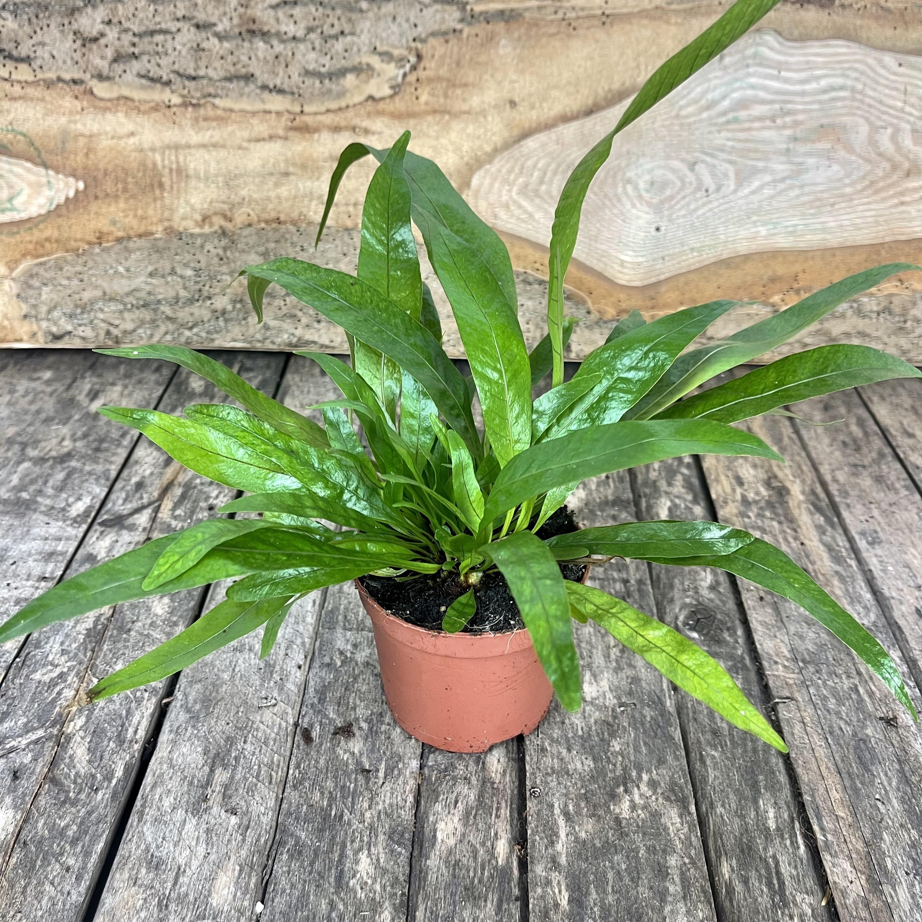 Fern microsorum diversifolium