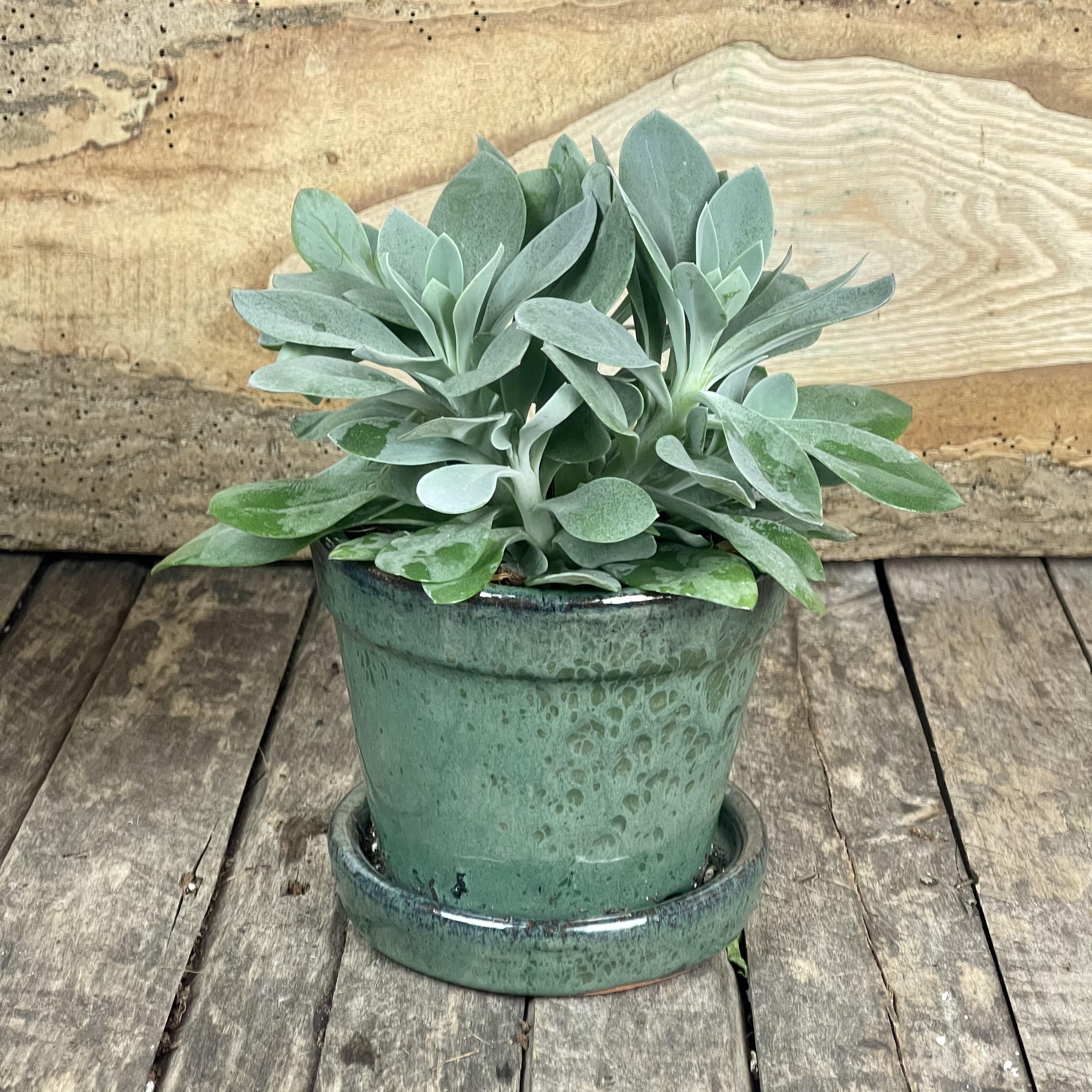 Senecio cephalophorus. Blazin' glory
