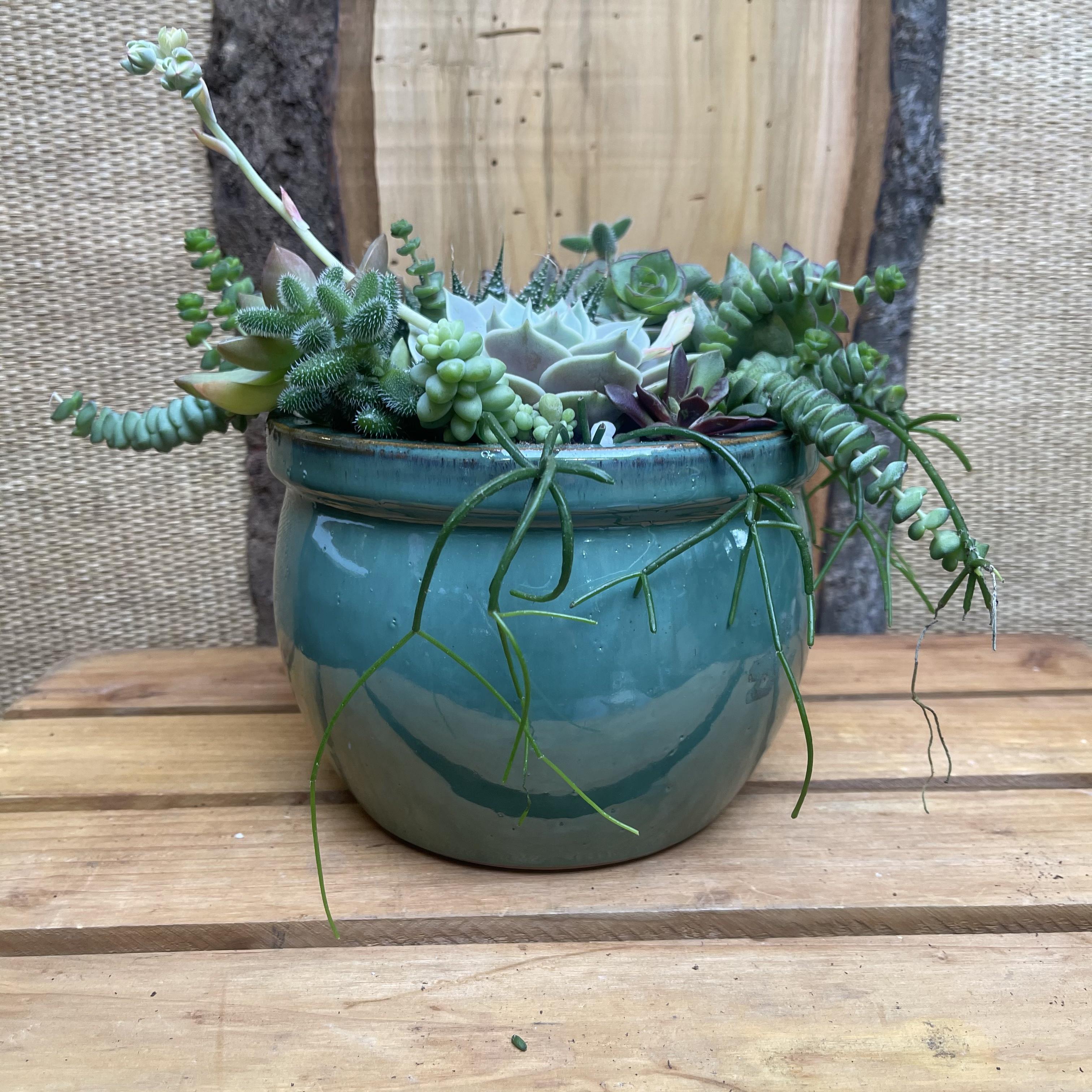 Succulent Arrangement Turquoise bowl