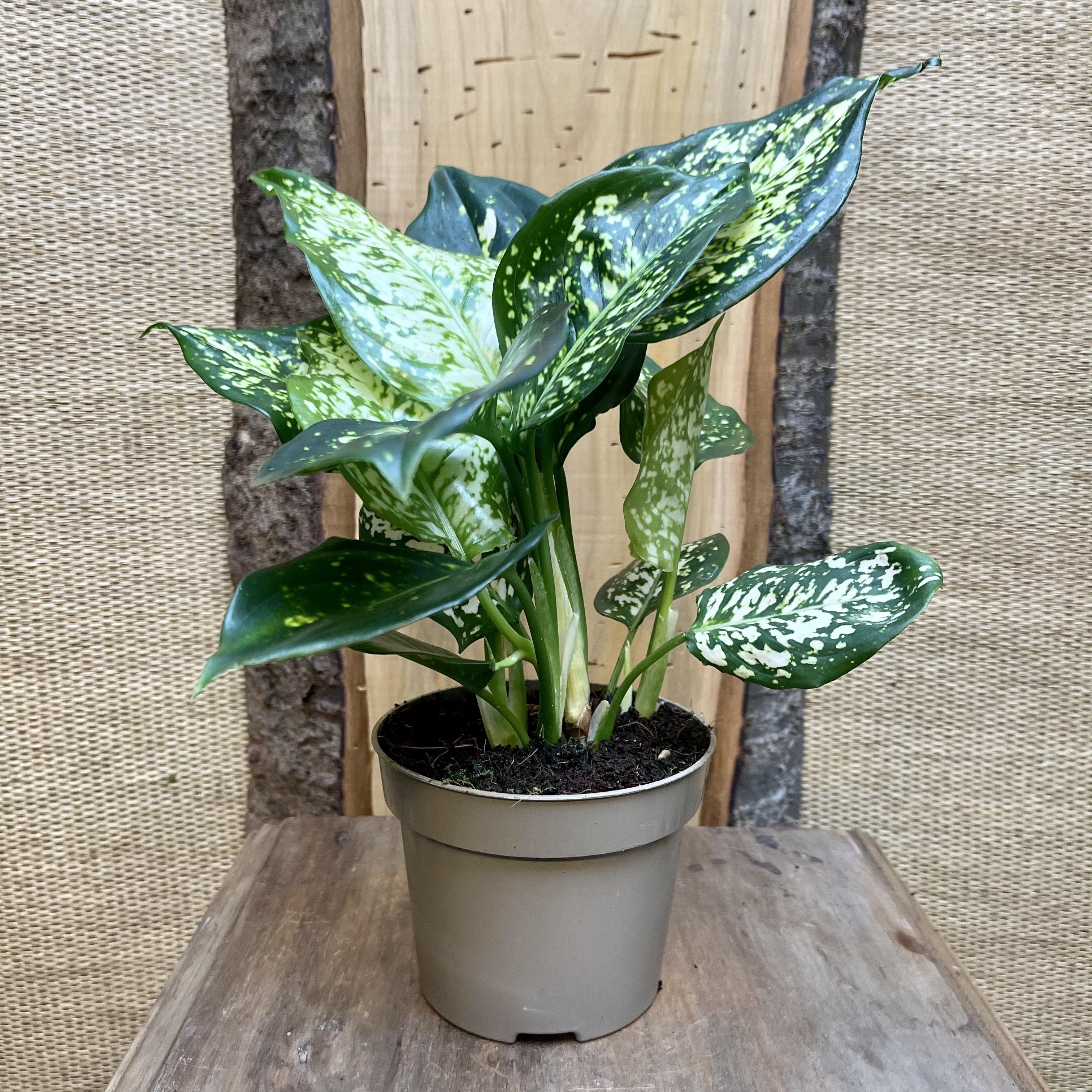 Aglaonema First Diamond, Chinese evergreen