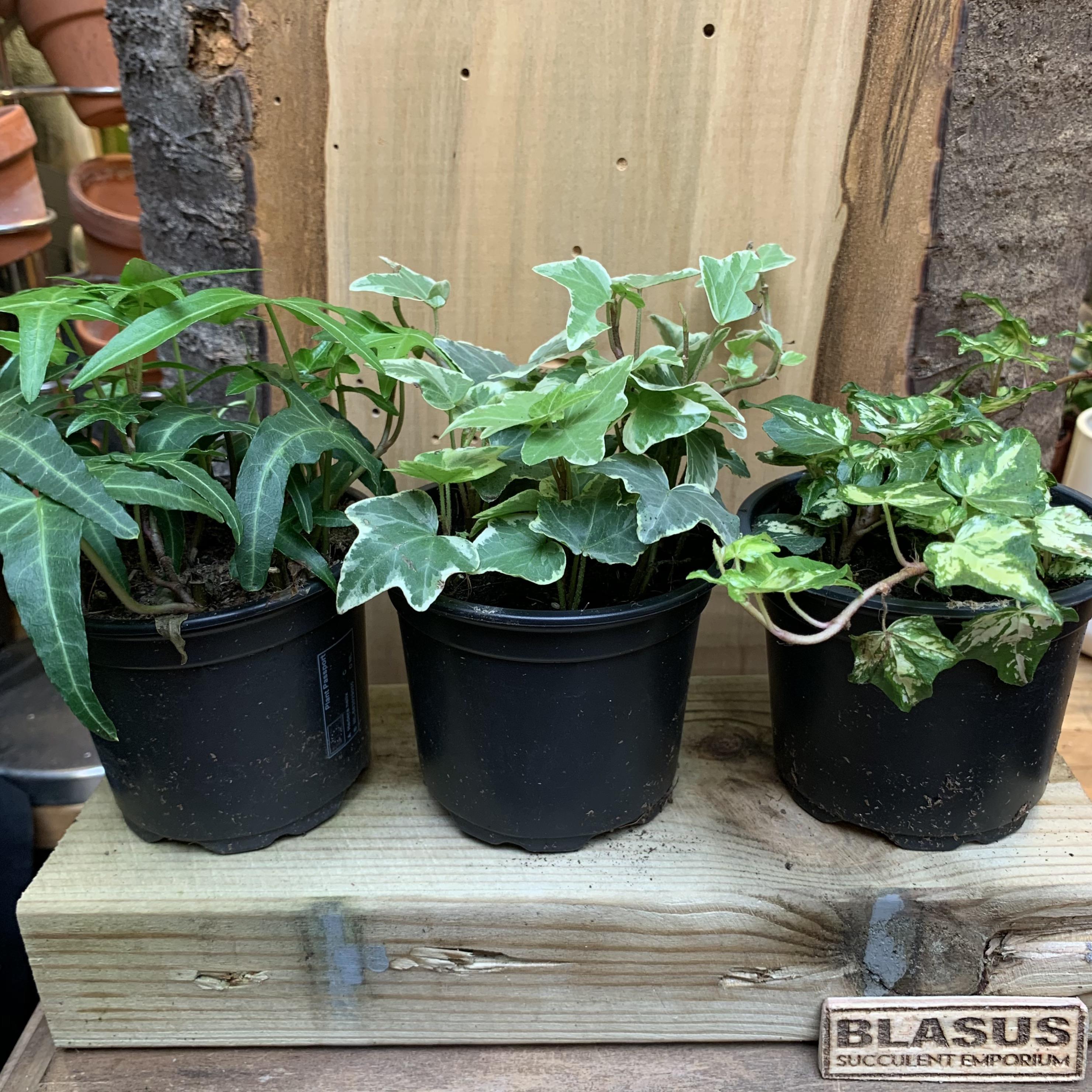 Pack of 3 Ivy
