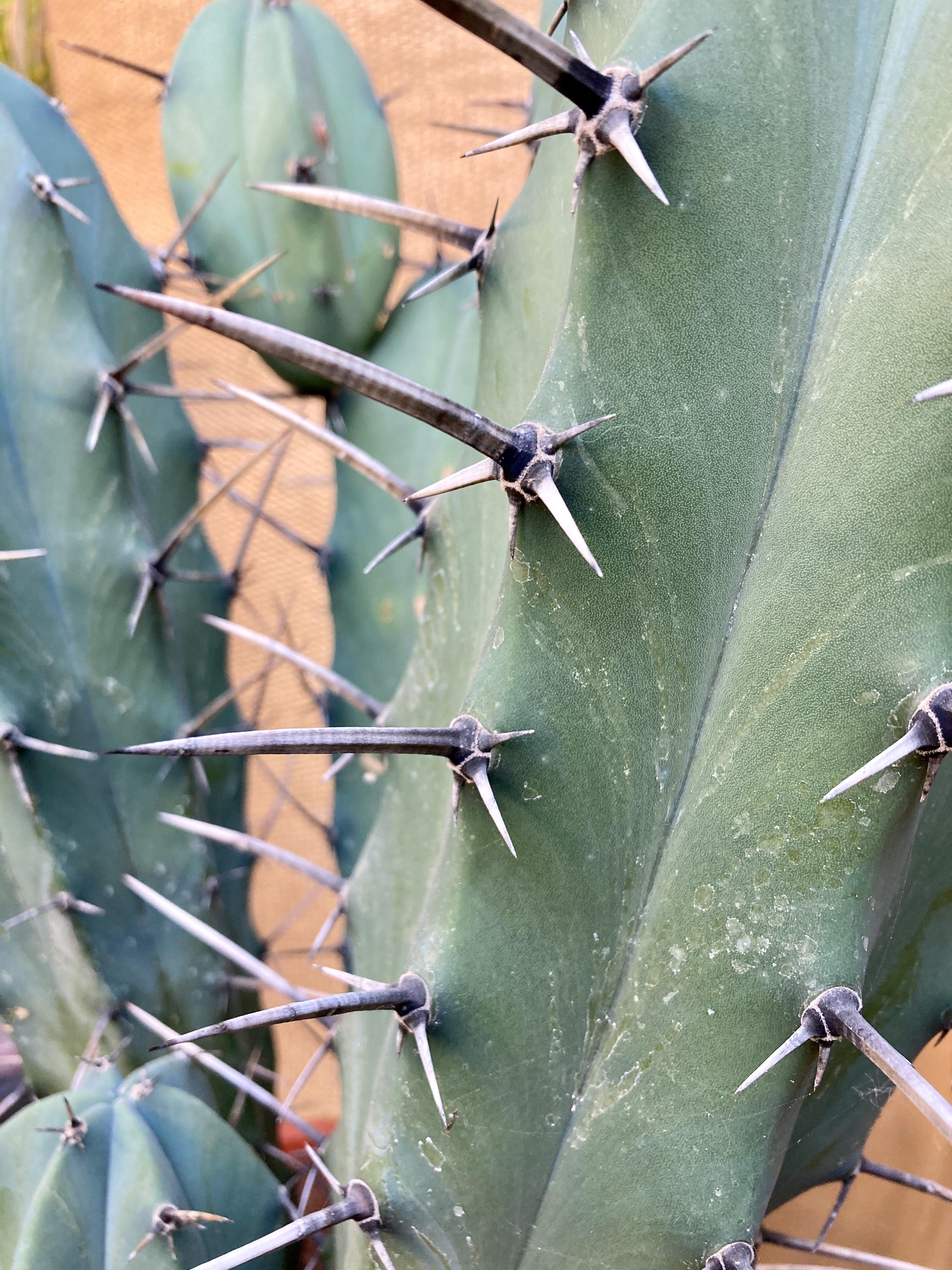 Myrtillocactus Geometrizans Blue Myrtle Cactus