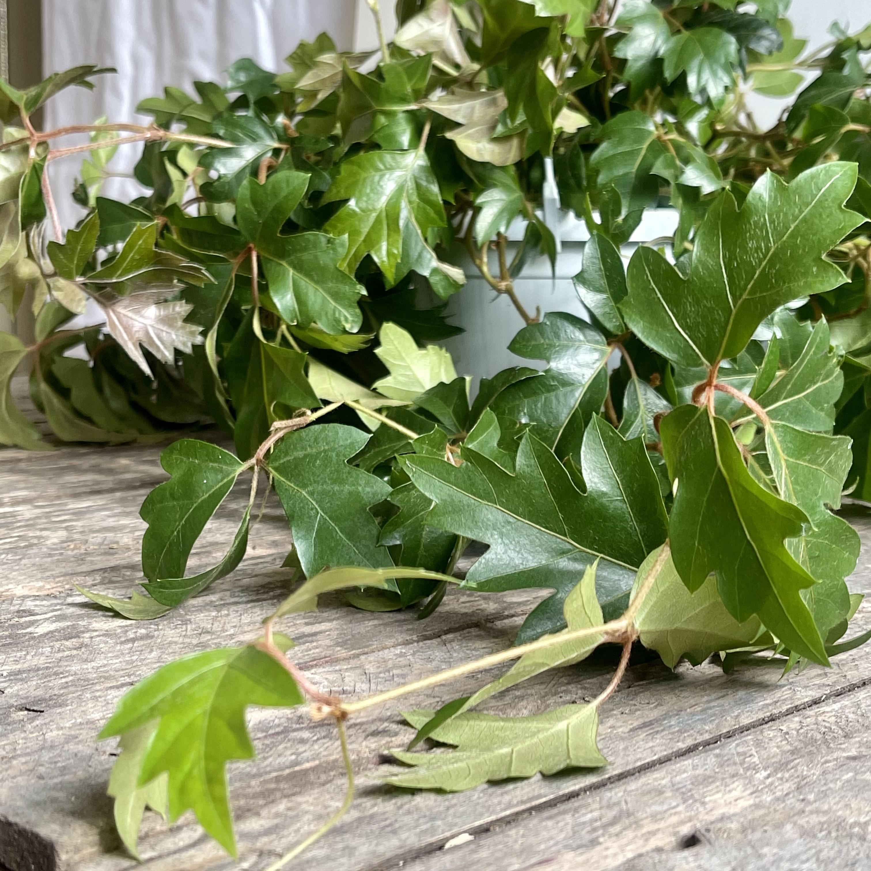 Cissus ellen danica, grape ivy