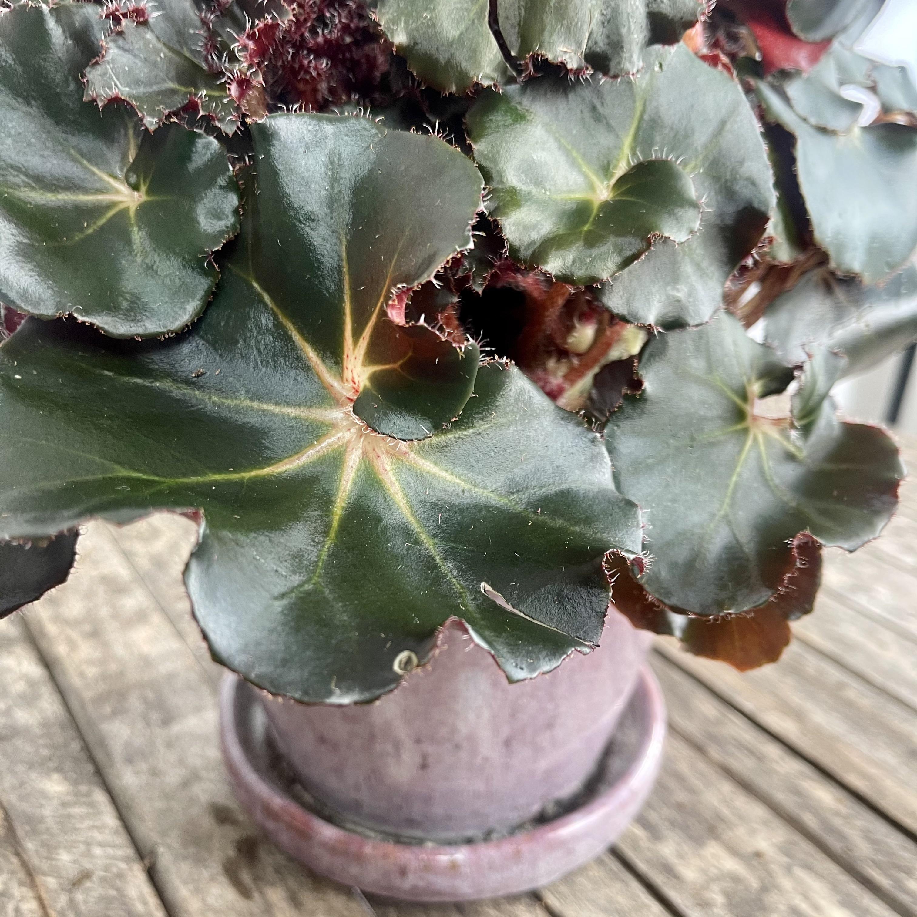 Begonia erytrophylla, jungle black