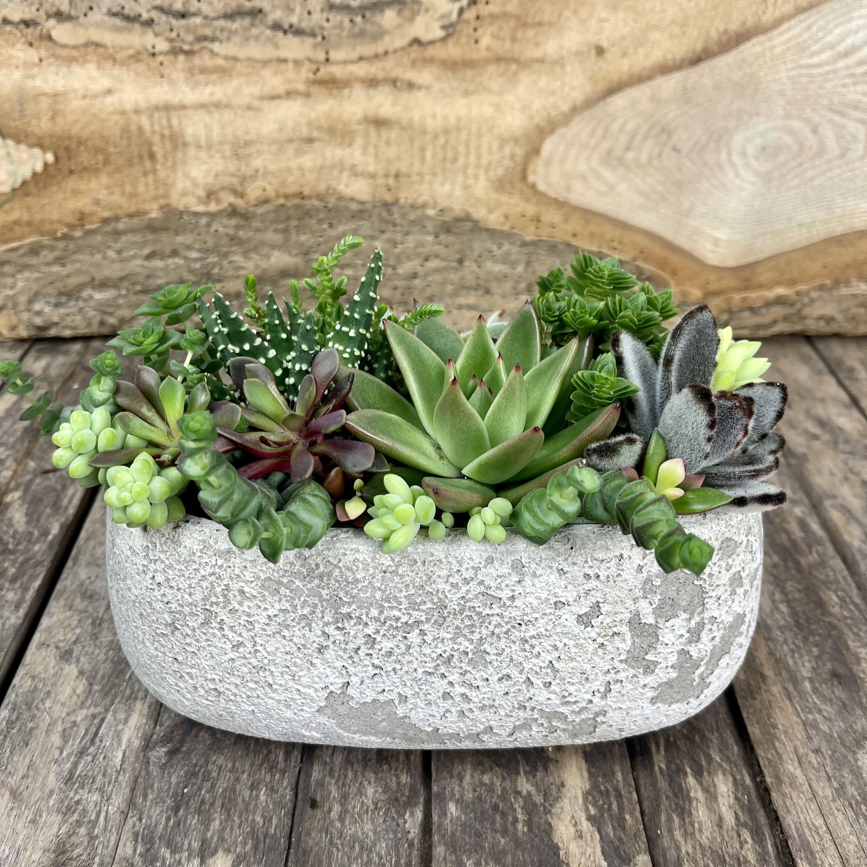 Succulent arrangement, textured trough