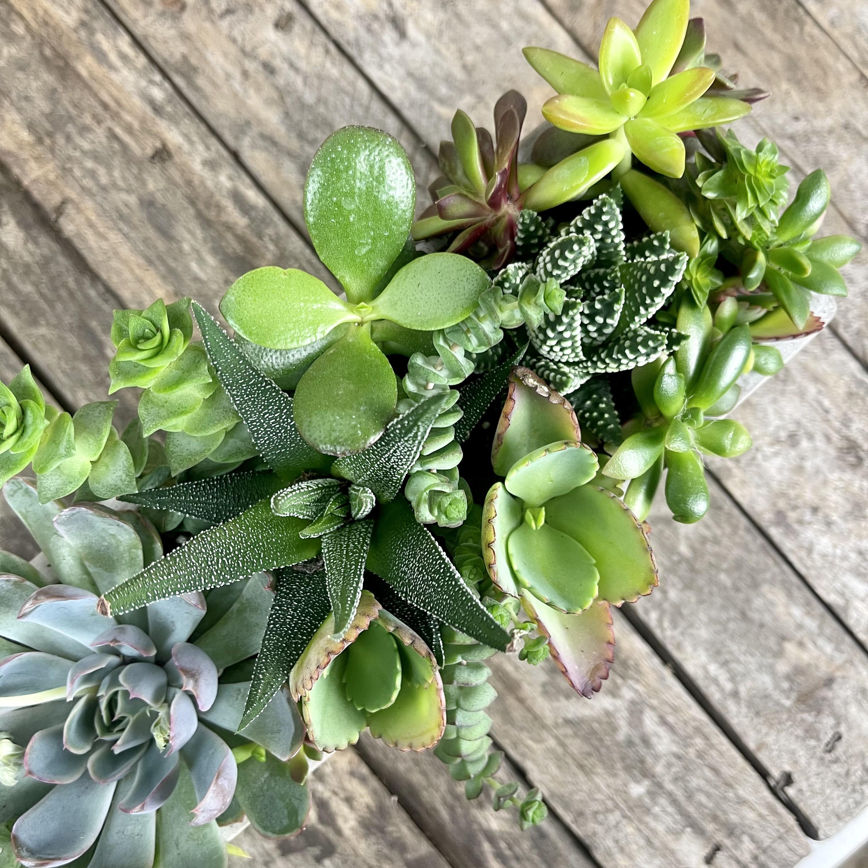 Succulent arrangement, rectangular trough
