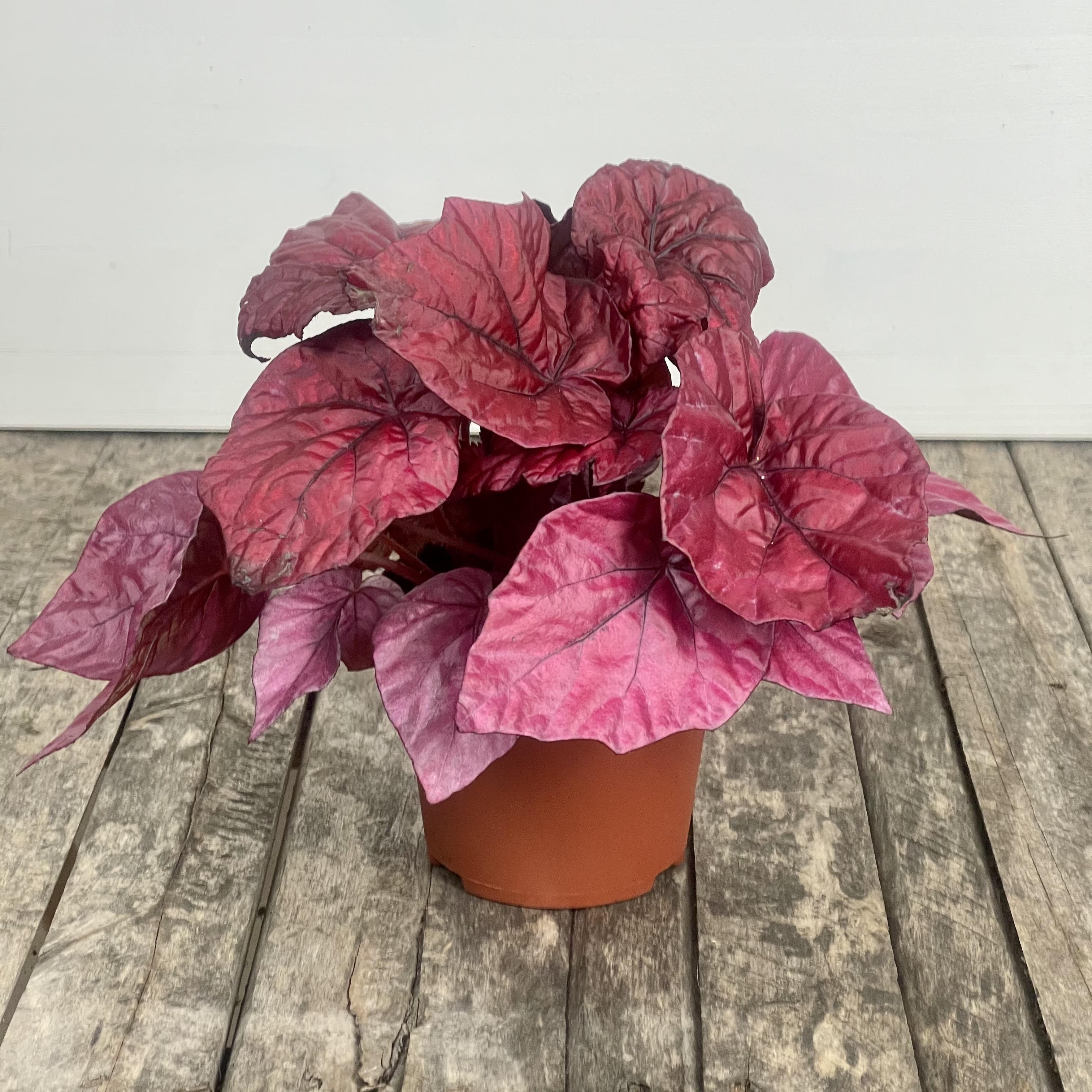 Begonia rex inca flame