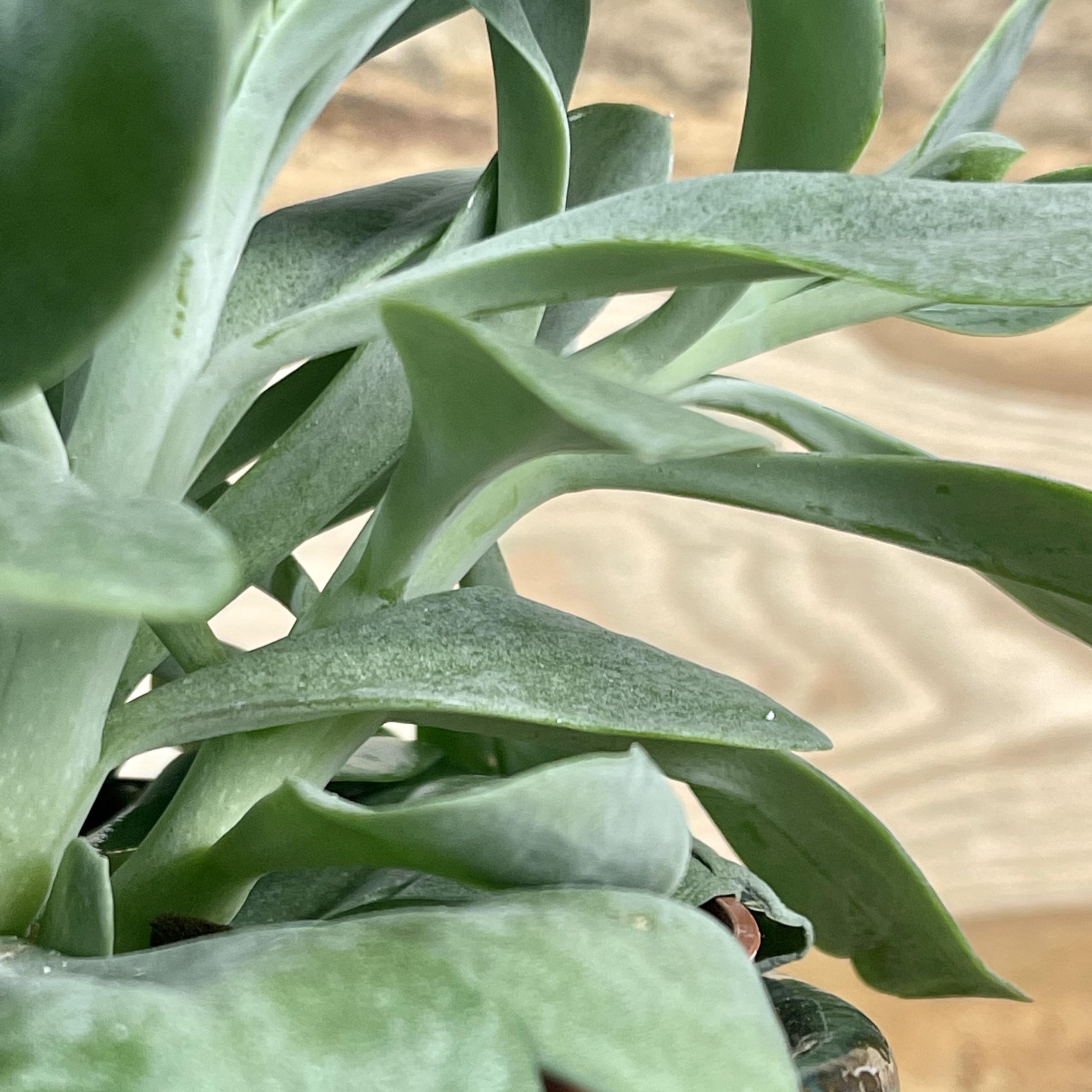 Senecio cephalophorus. Blazin' glory