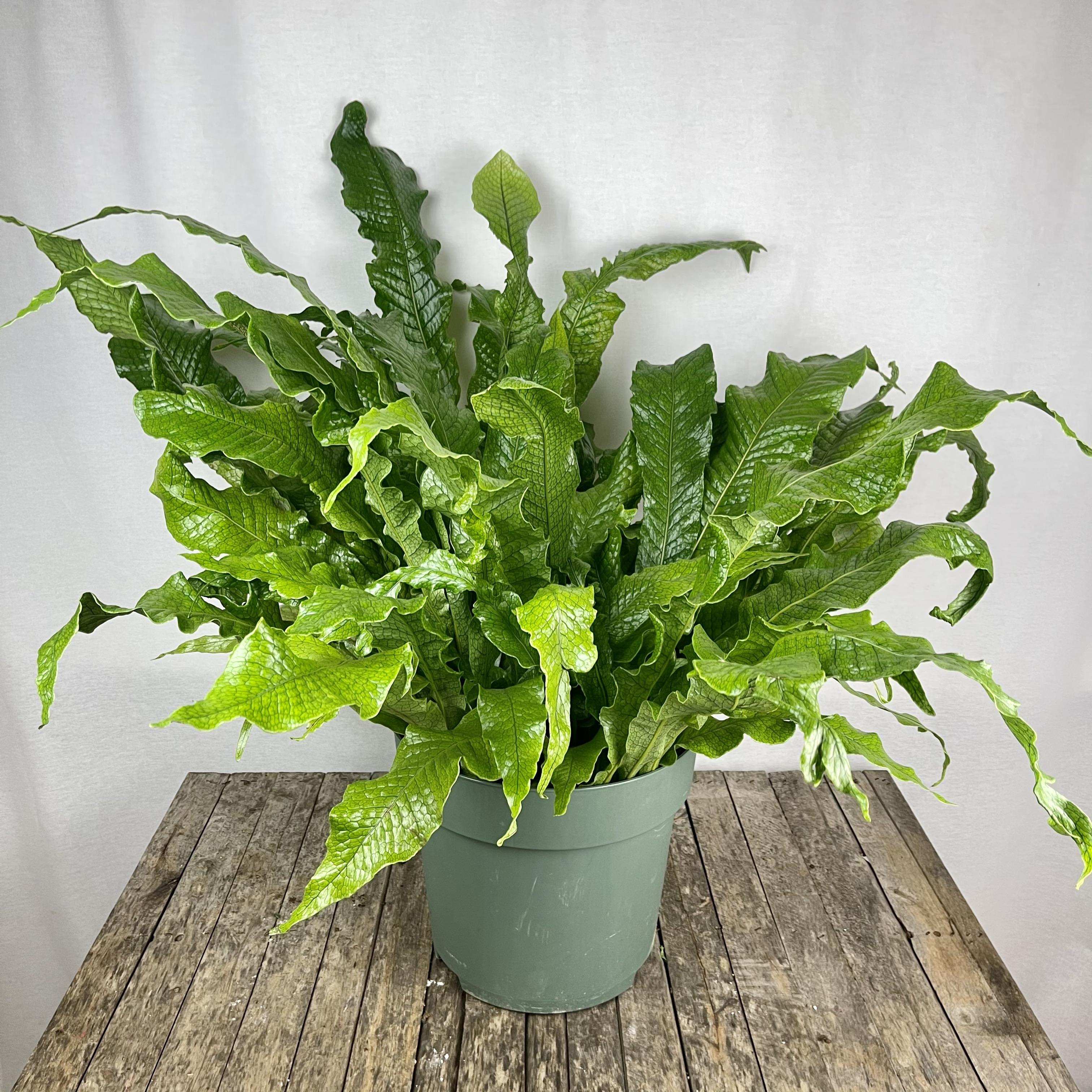 Microsorum Crocodyllus