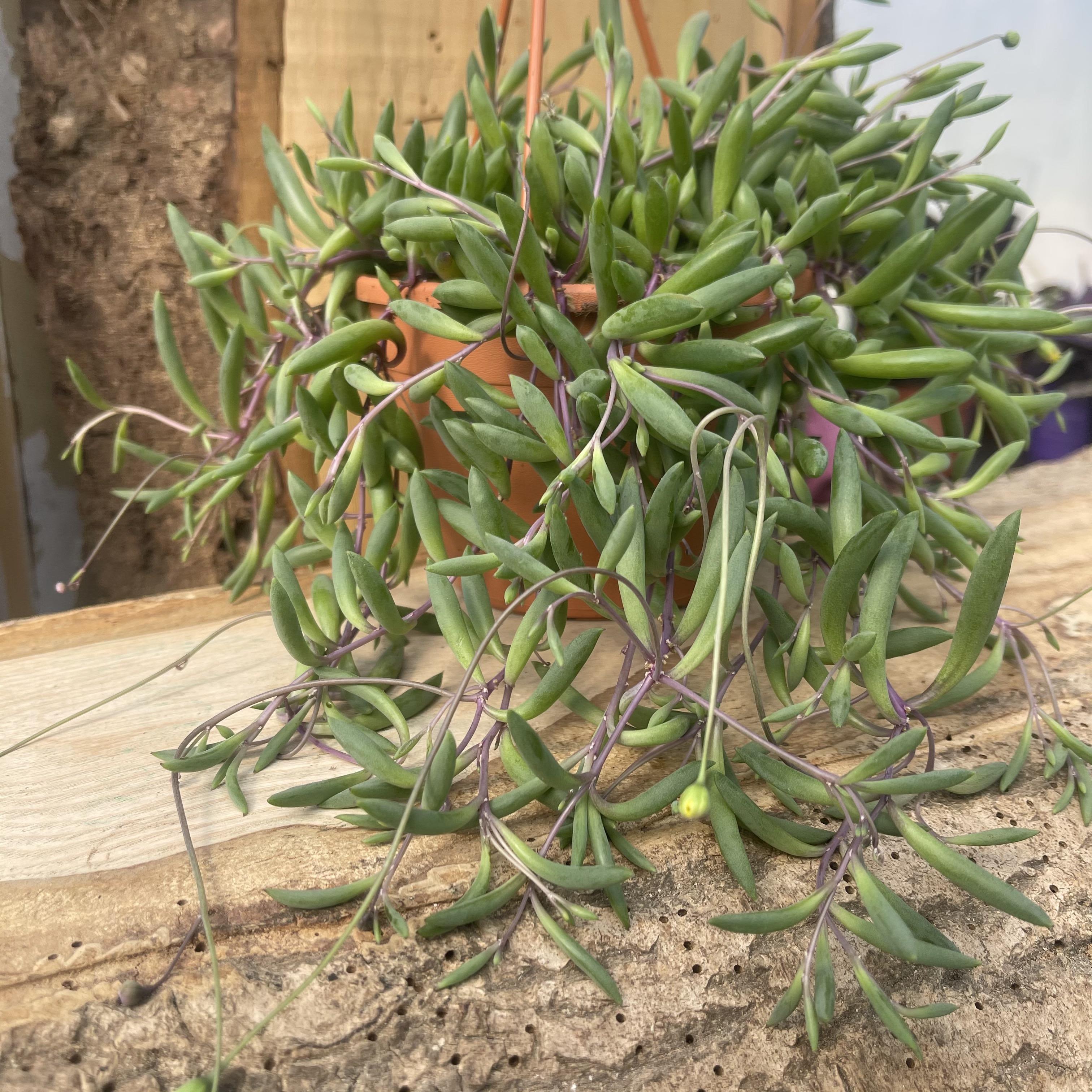 Senecio Herreianus - Purple flush