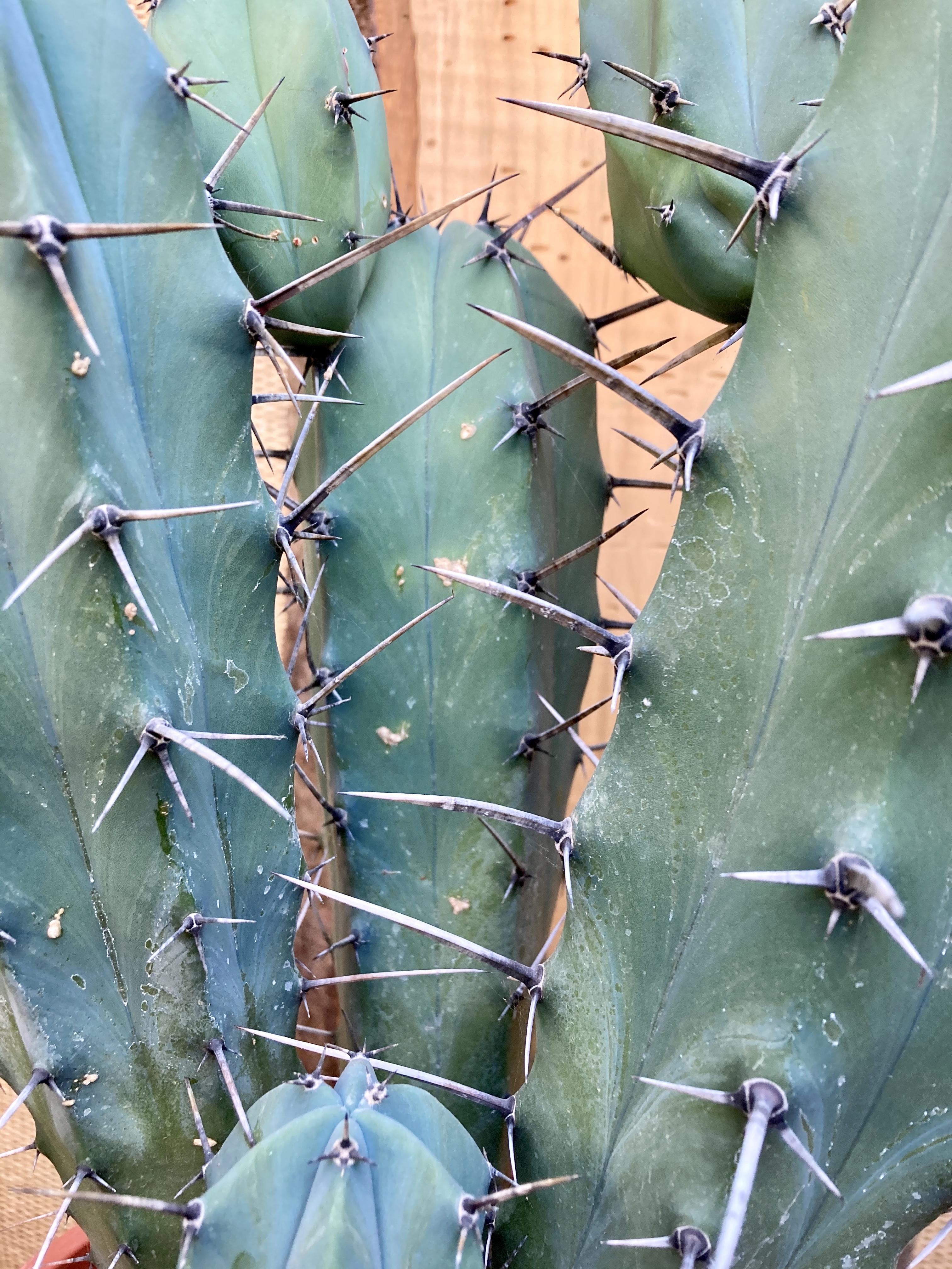 Myrtillocactus Geometrizans Blue Myrtle Cactus