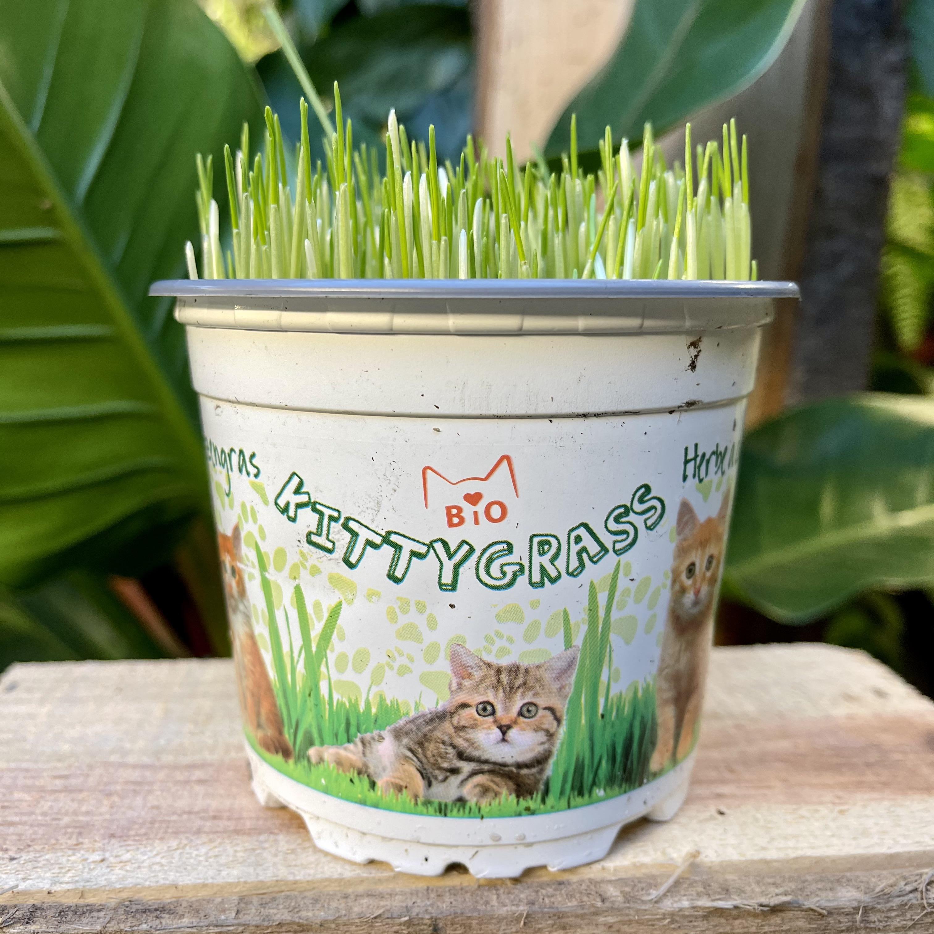 Cyperus Alternifolius Zumula Kitty Grass