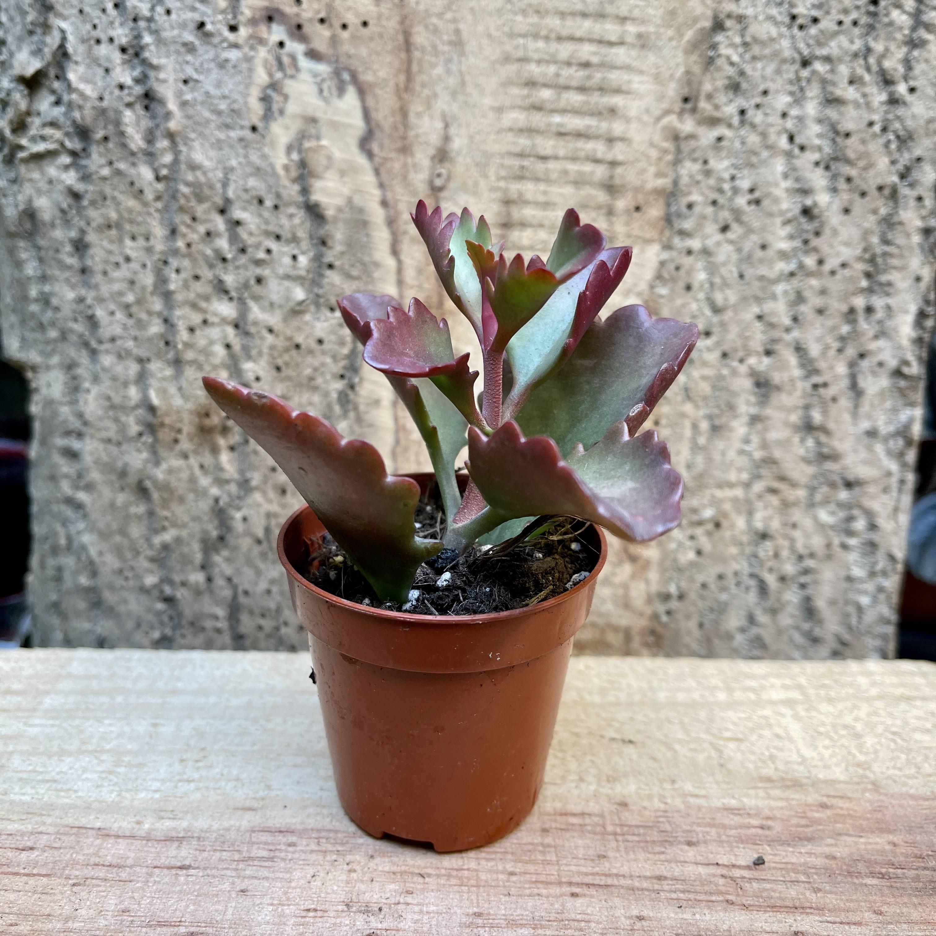 Kalanchoe Sexangularis