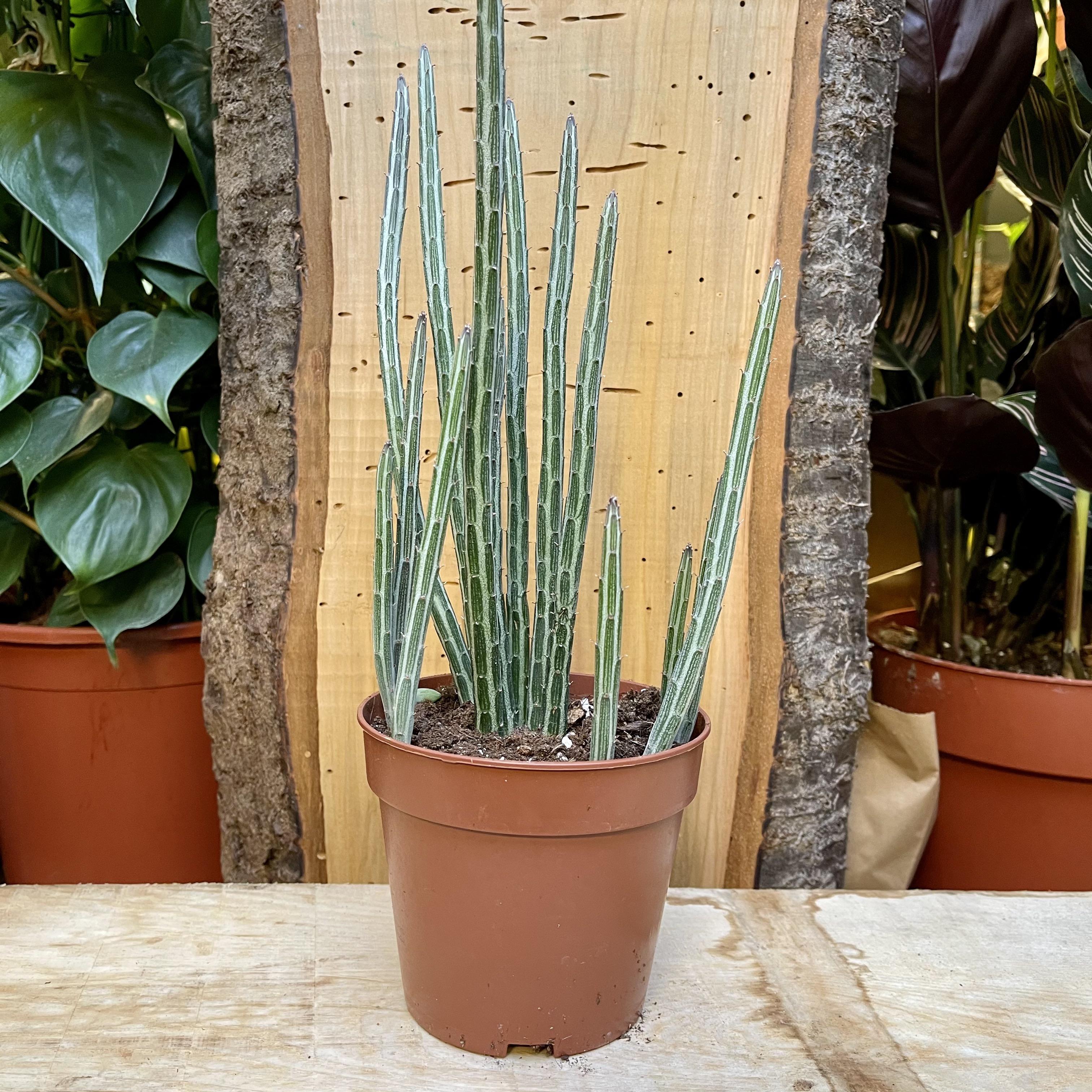 Senecio Stapeliformis