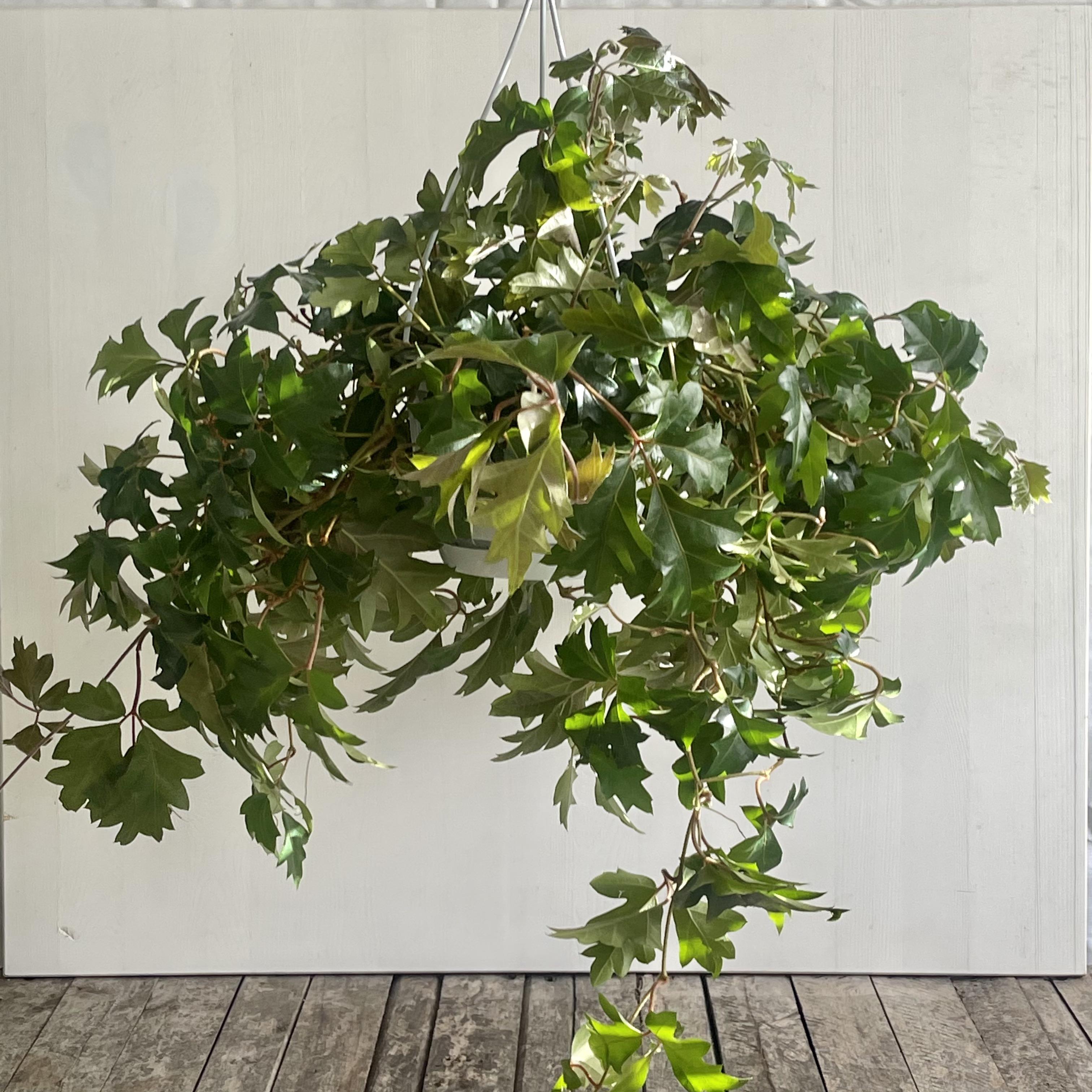 Cissus ellen danica, grape ivy