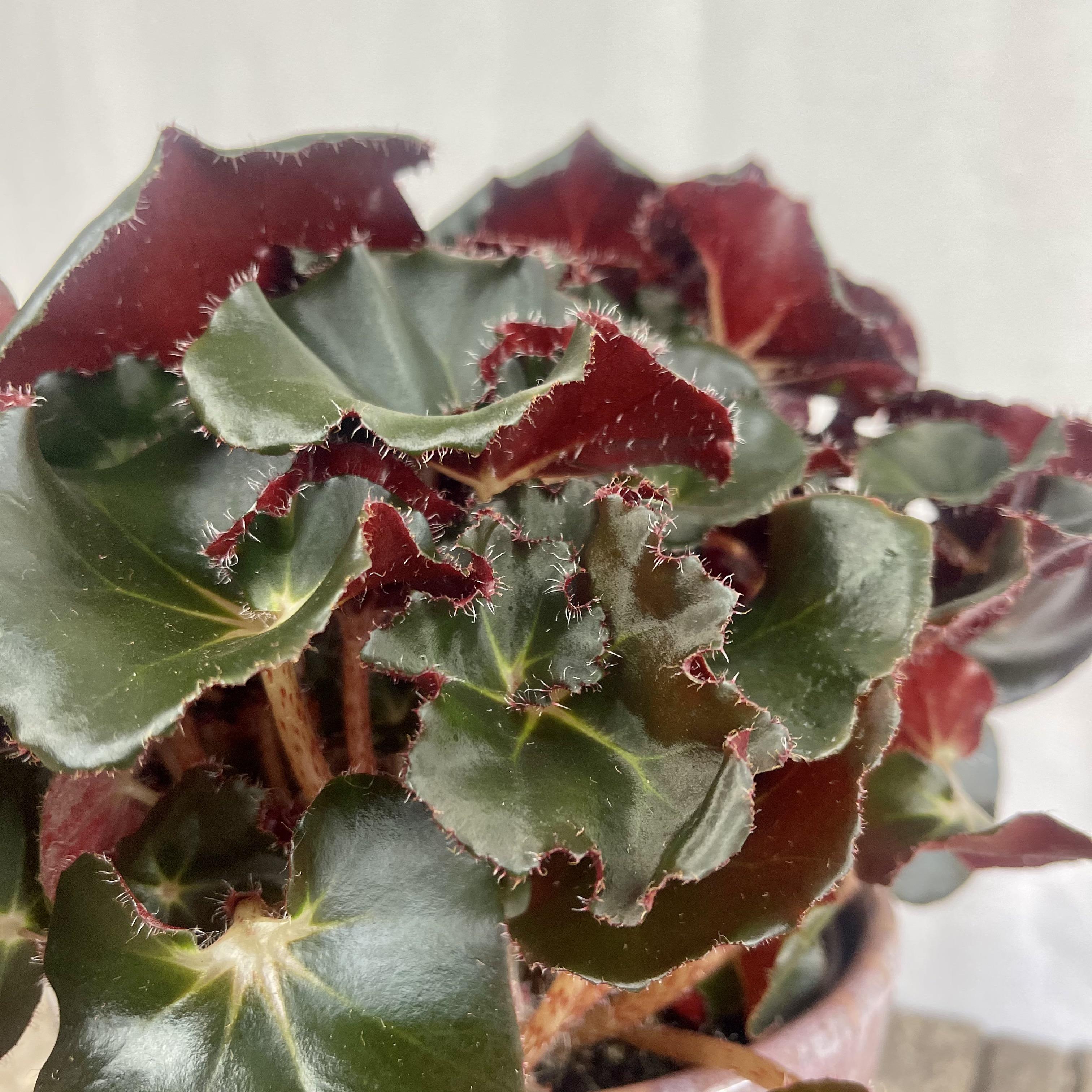 Begonia erytrophylla, jungle black