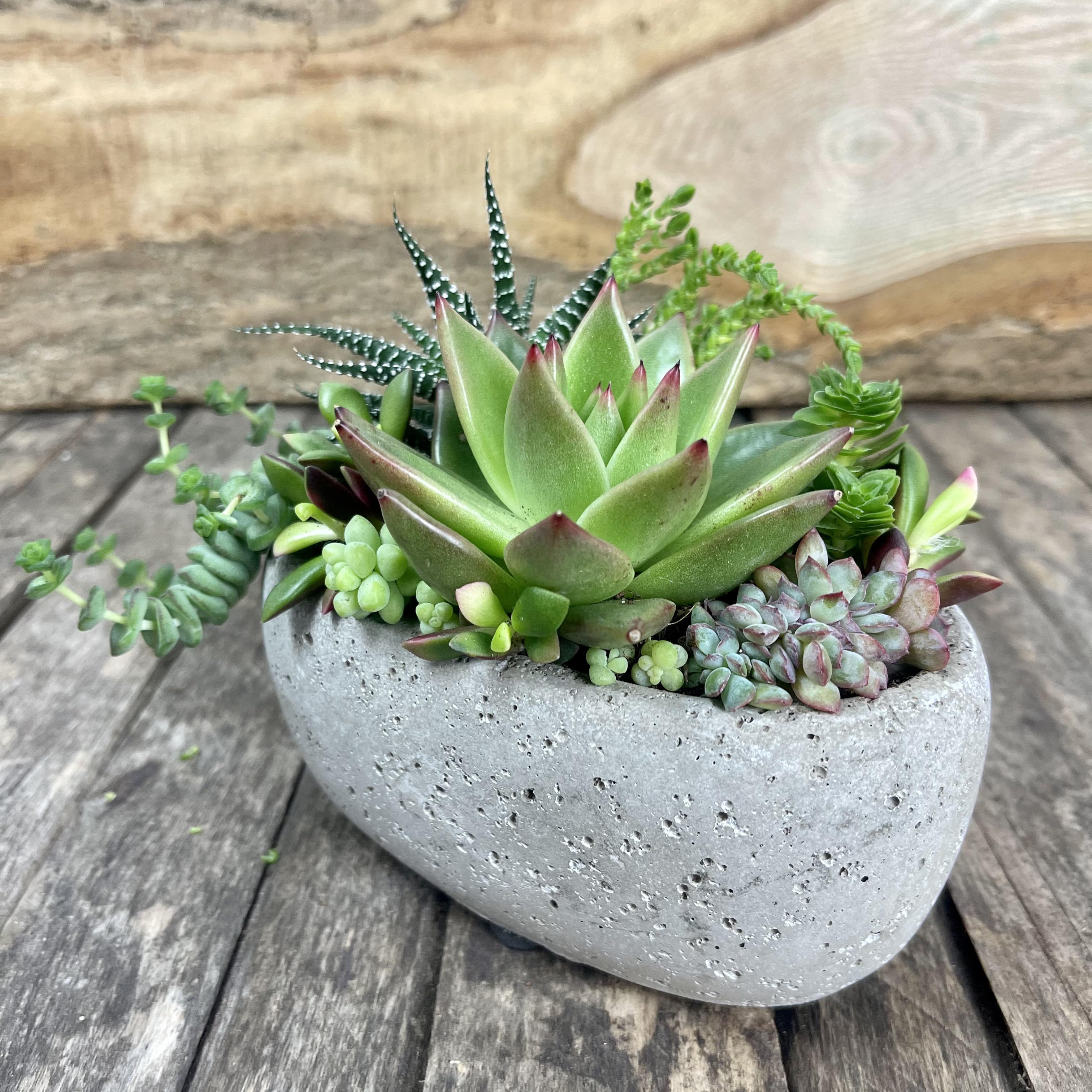 Succulent arrangement, stone trough agavoides