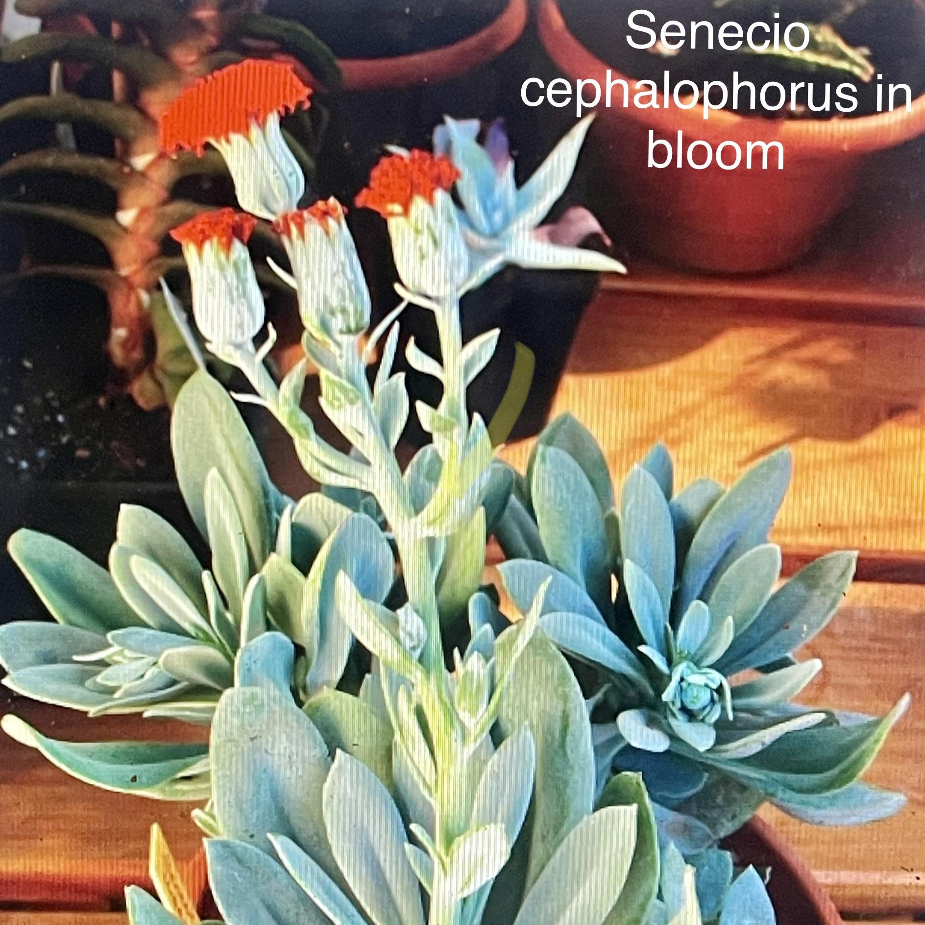 Senecio cephalophorus. Blazin' glory