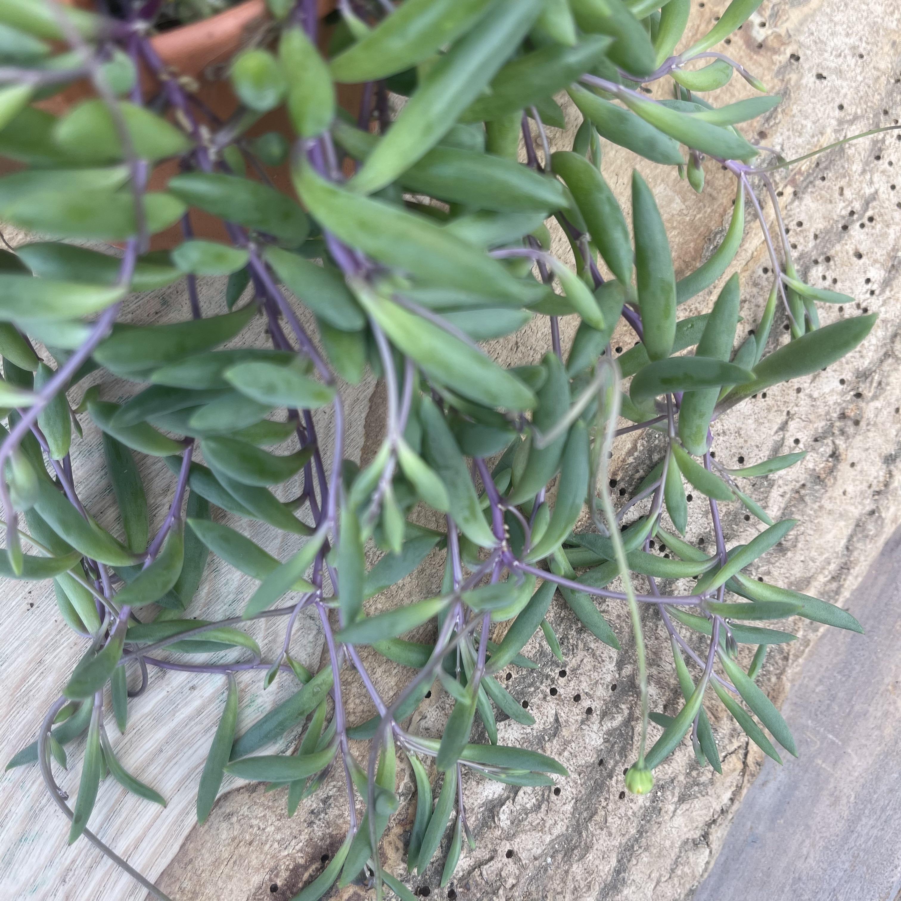 Senecio Herreianus - Purple flush